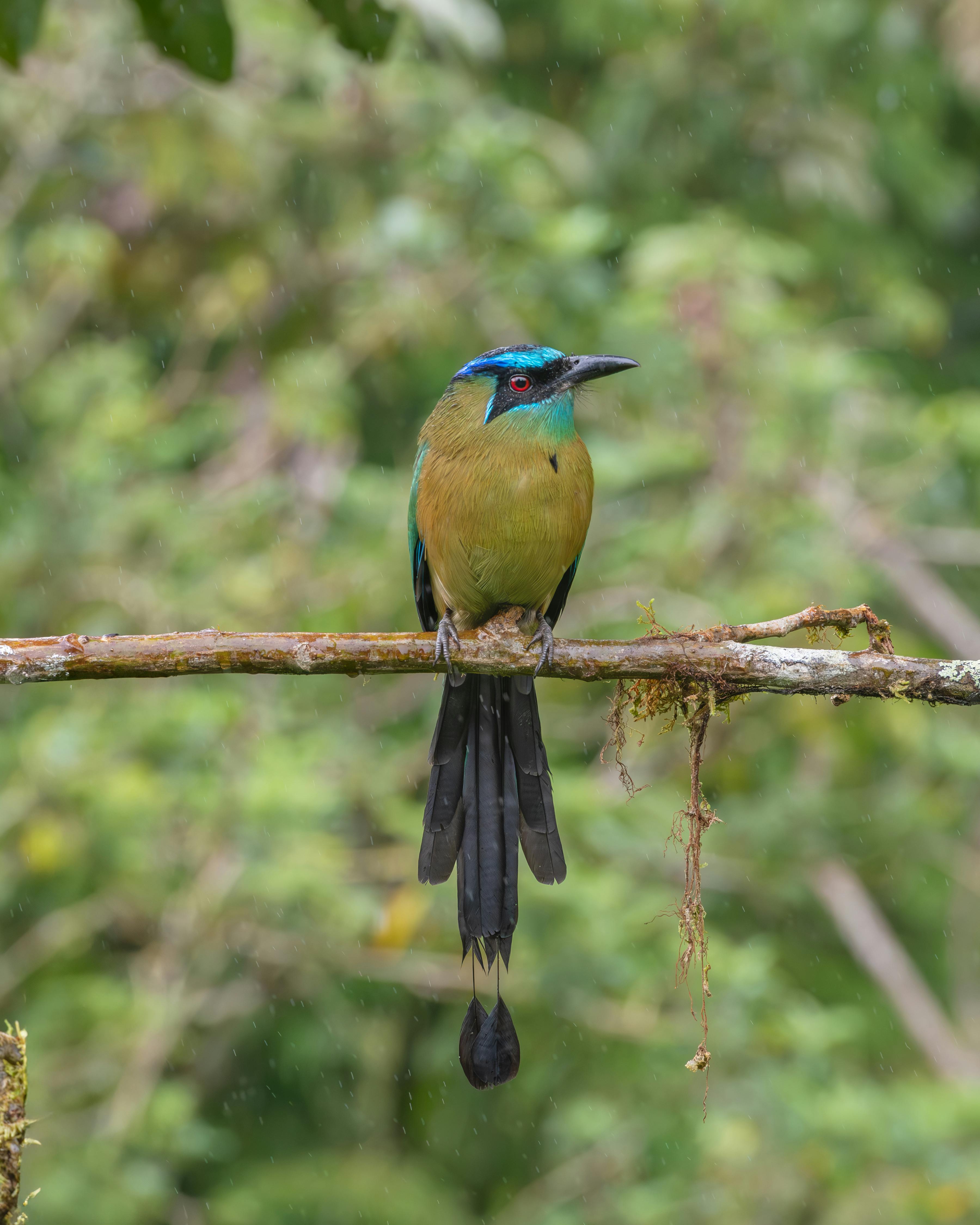 Blue-crowned Motmot on Mossy Branch in Costa Rica · Free Stock Photo