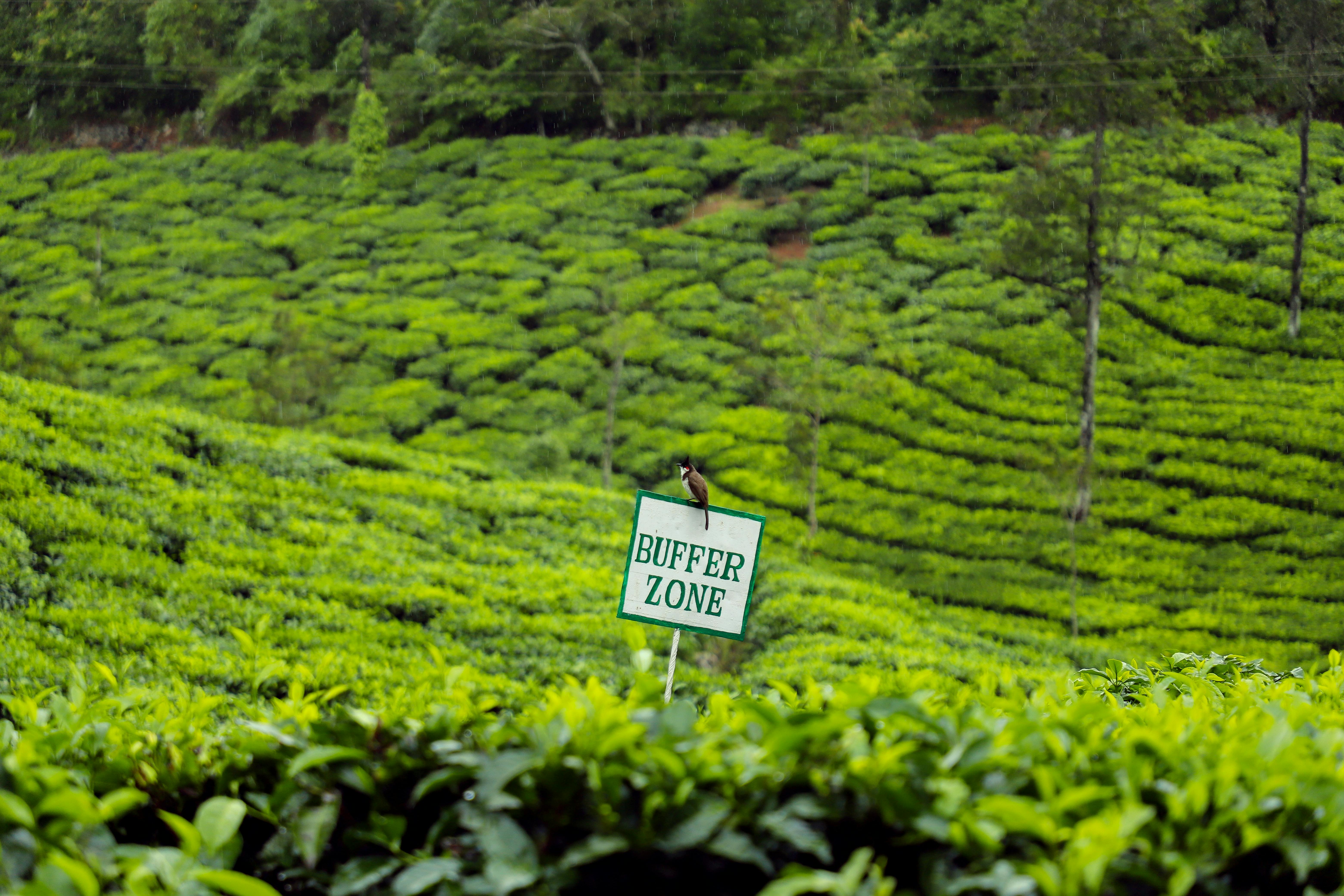 Serene Tea Plantations in Munnar, Kerala · Free Stock Photo