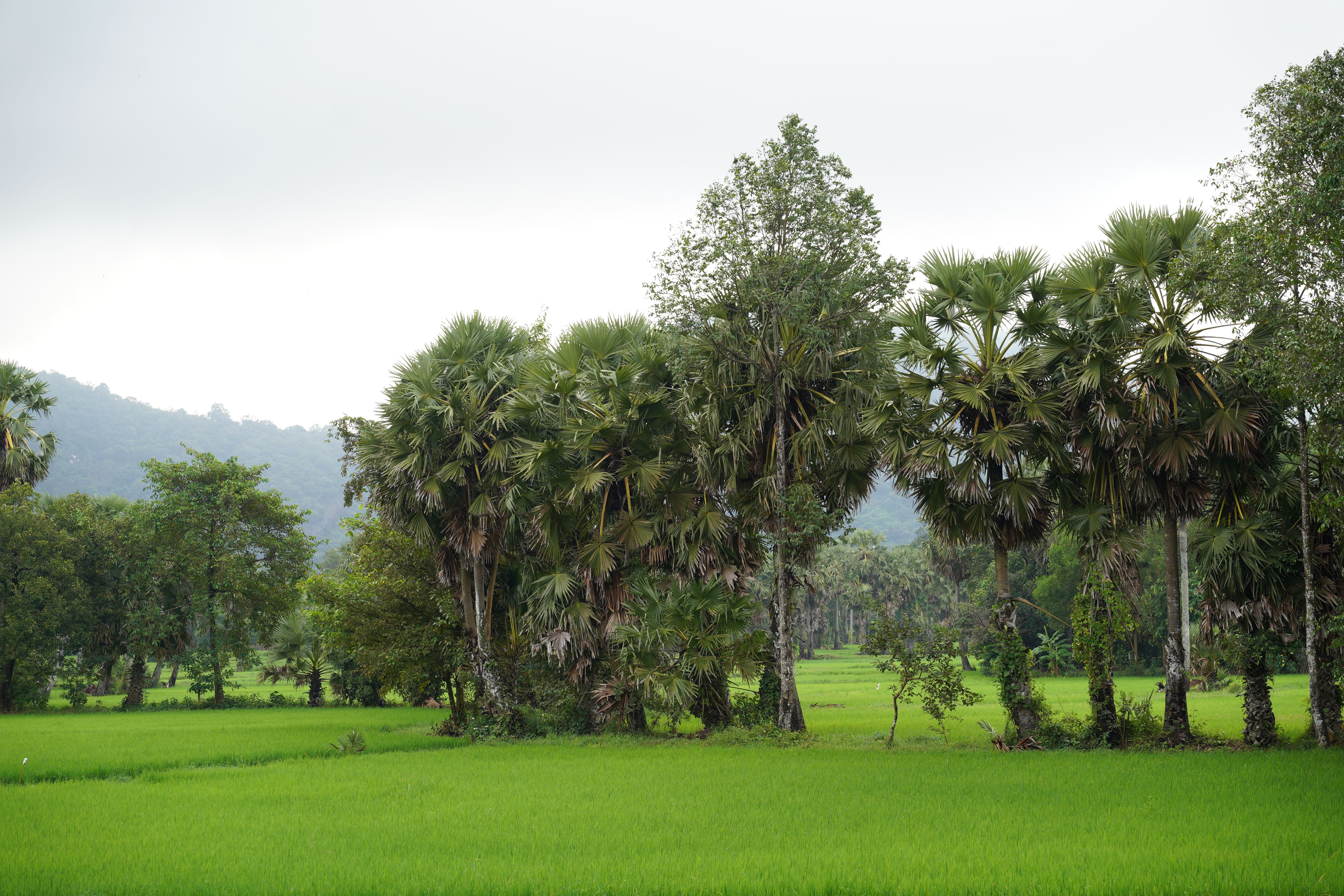 Lush Green Tropical Landscape with Palm Trees · Free Stock Photo