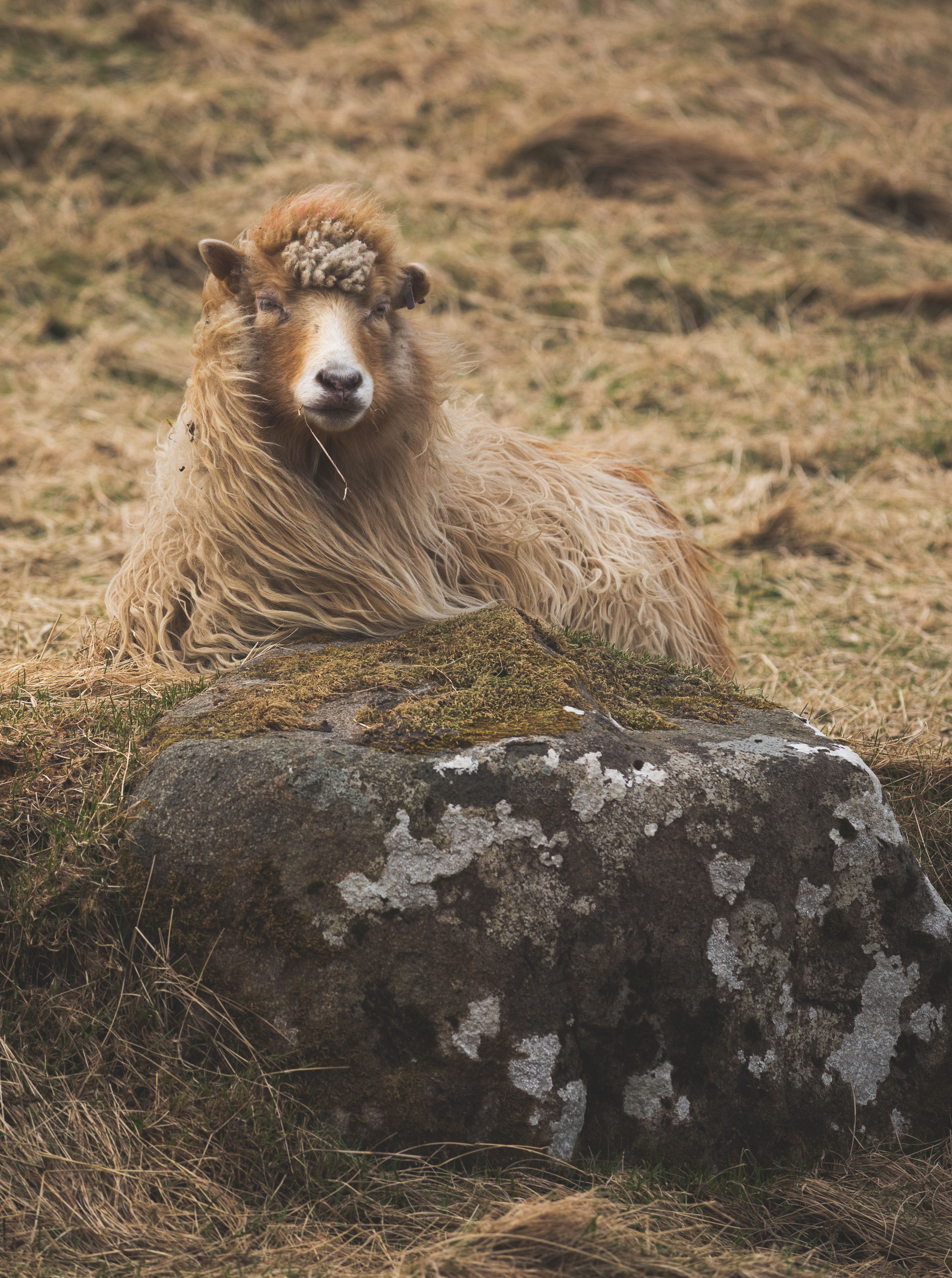 Icelandic Sheep Resting in Natural Habitat · Free Stock Photo