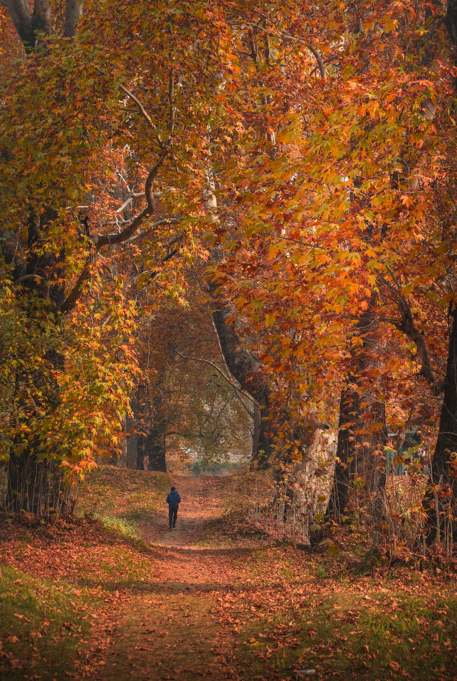 Autumn Path Photos, Download The BEST Free Autumn Path Stock Photos ...