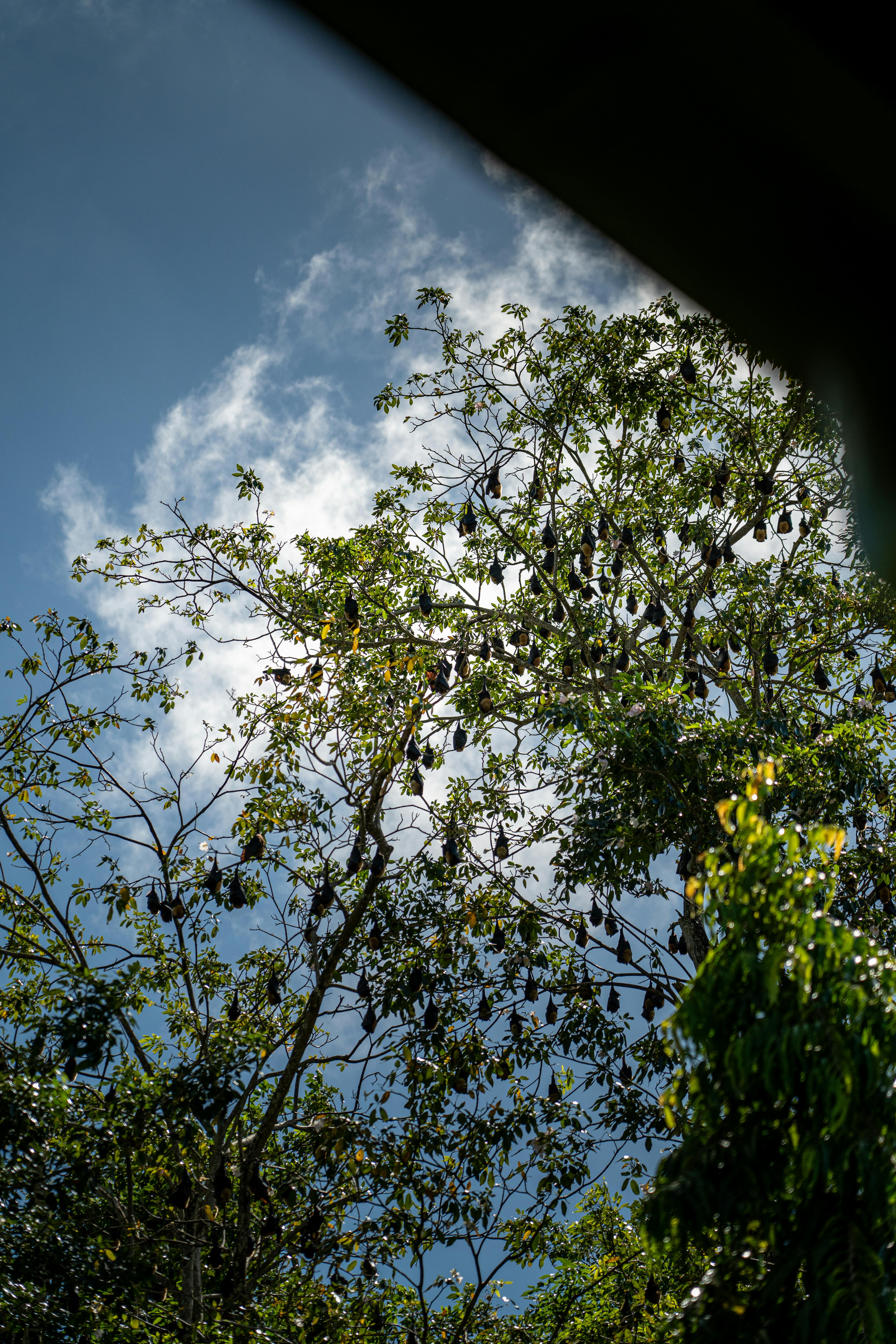 Bats Resting in Tree Canopy, Suva Fiji · Free Stock Photo