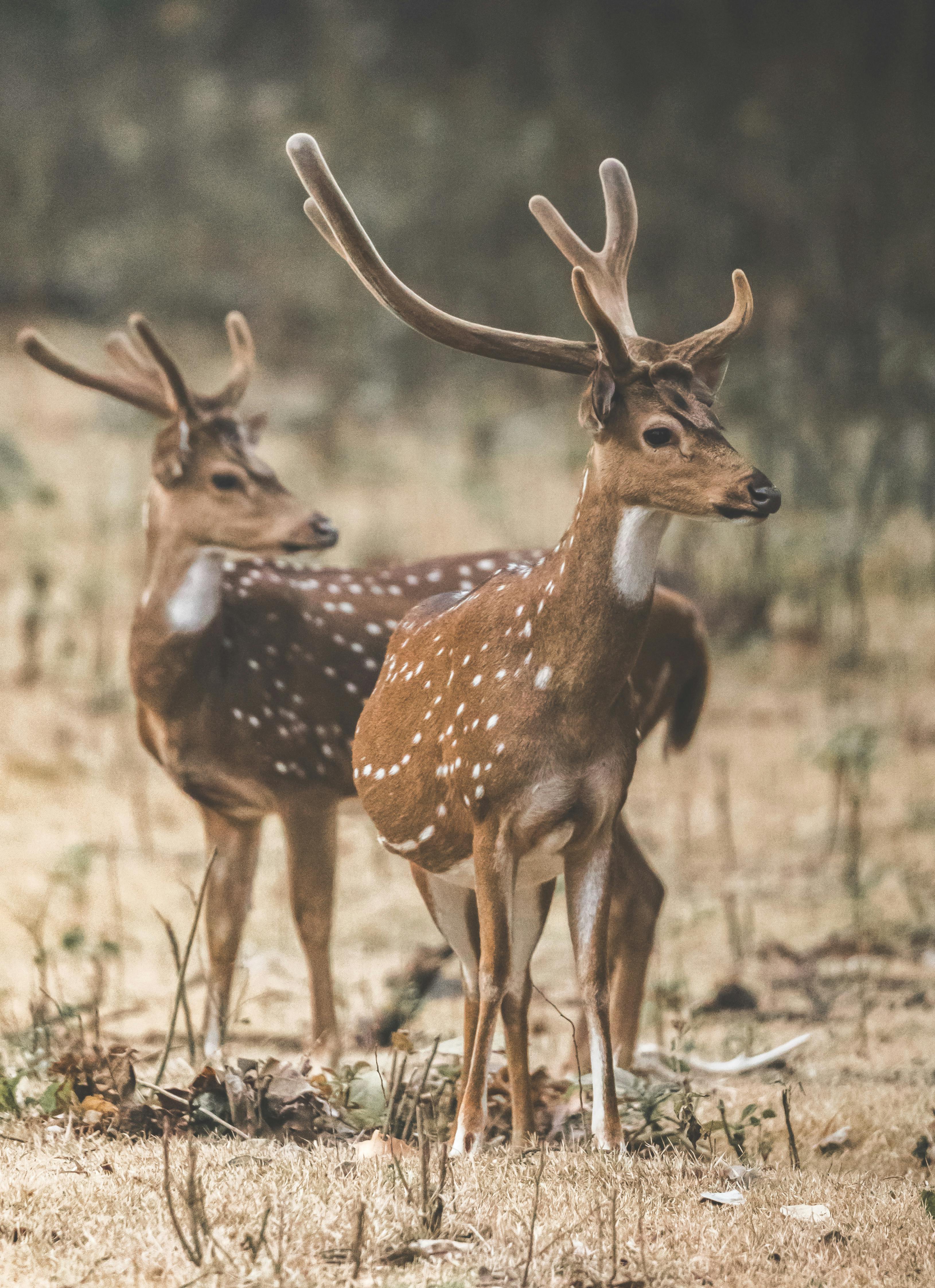 Graceful Spotted Deer in Natural Habitat · Free Stock Photo