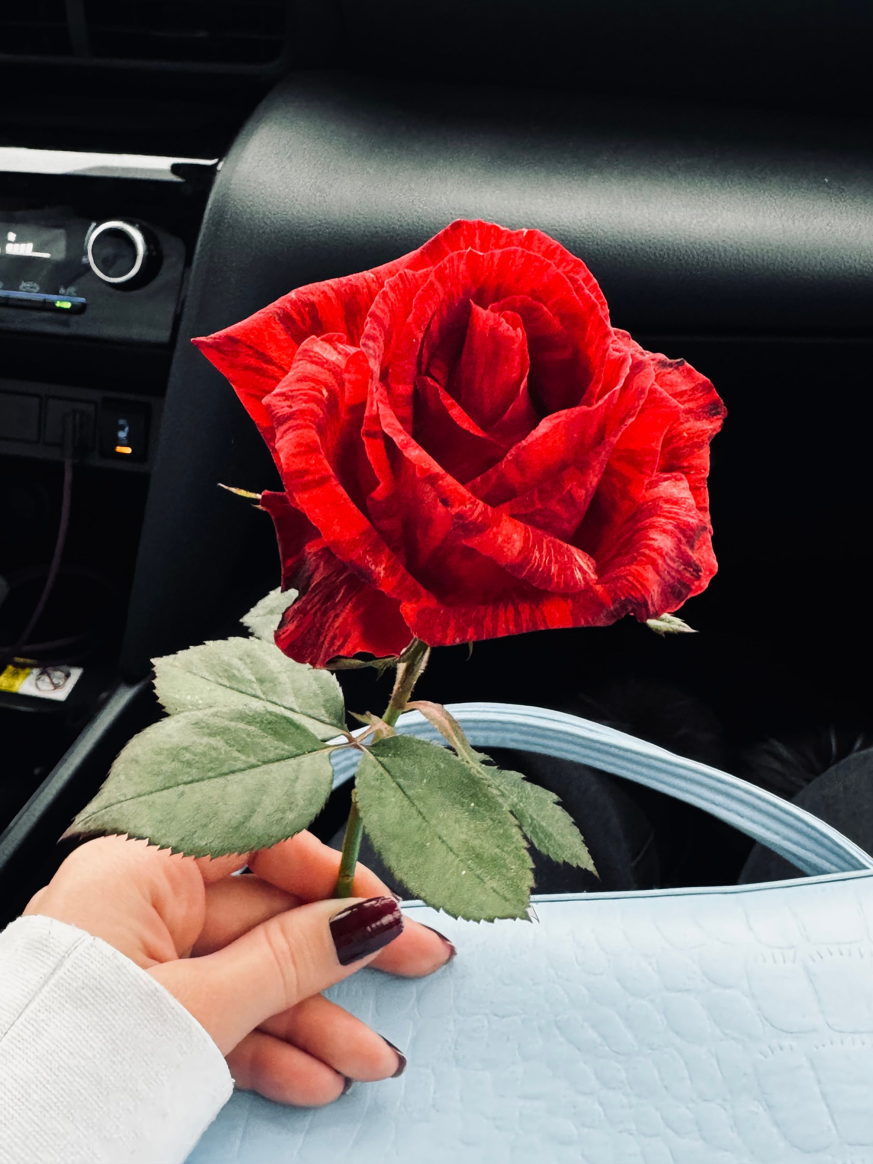Vibrant Red Rose Held in Car Interior Setting · Free Stock Photo