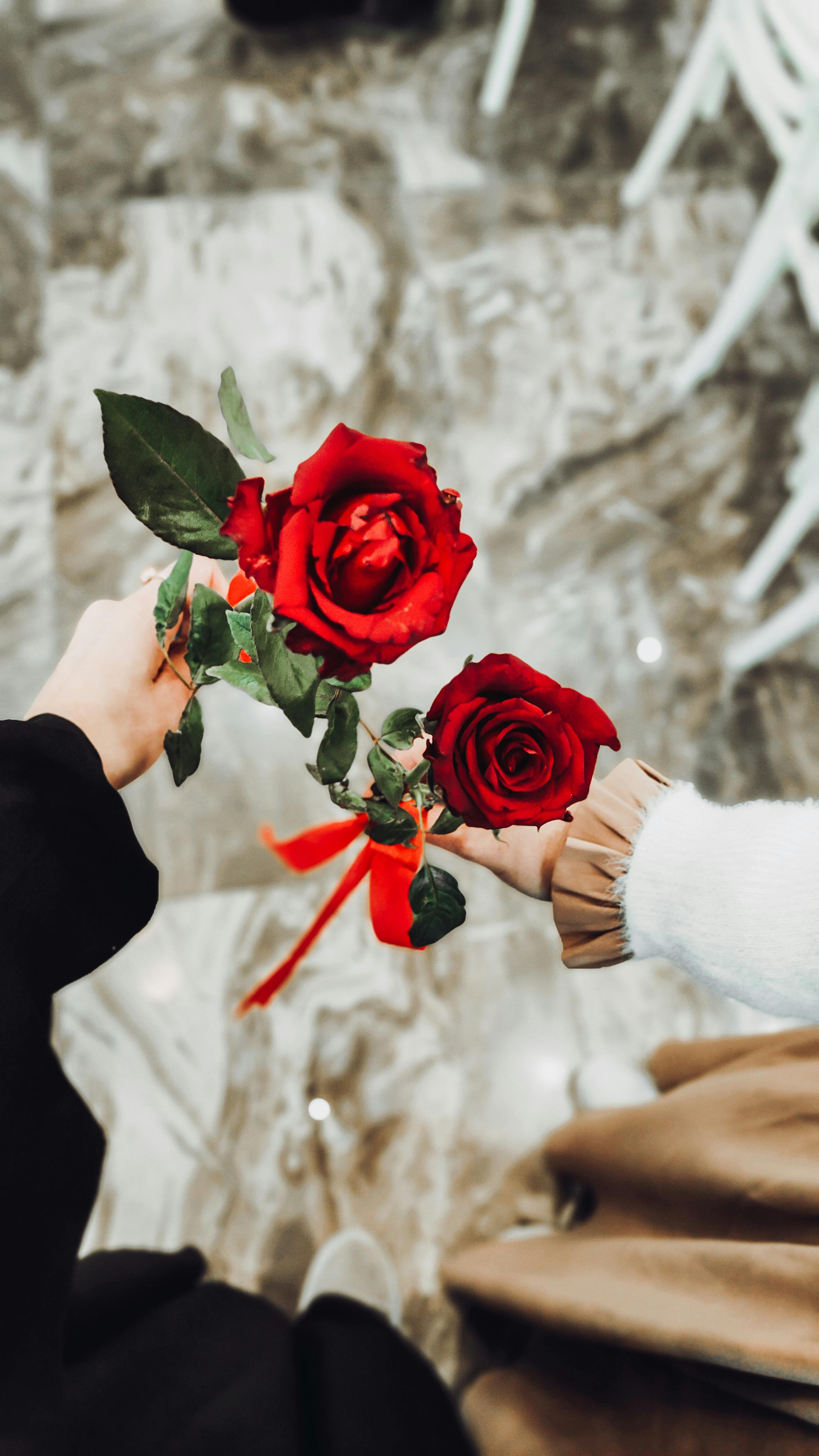Red Roses in Macro Shot Photography · Free Stock Photo