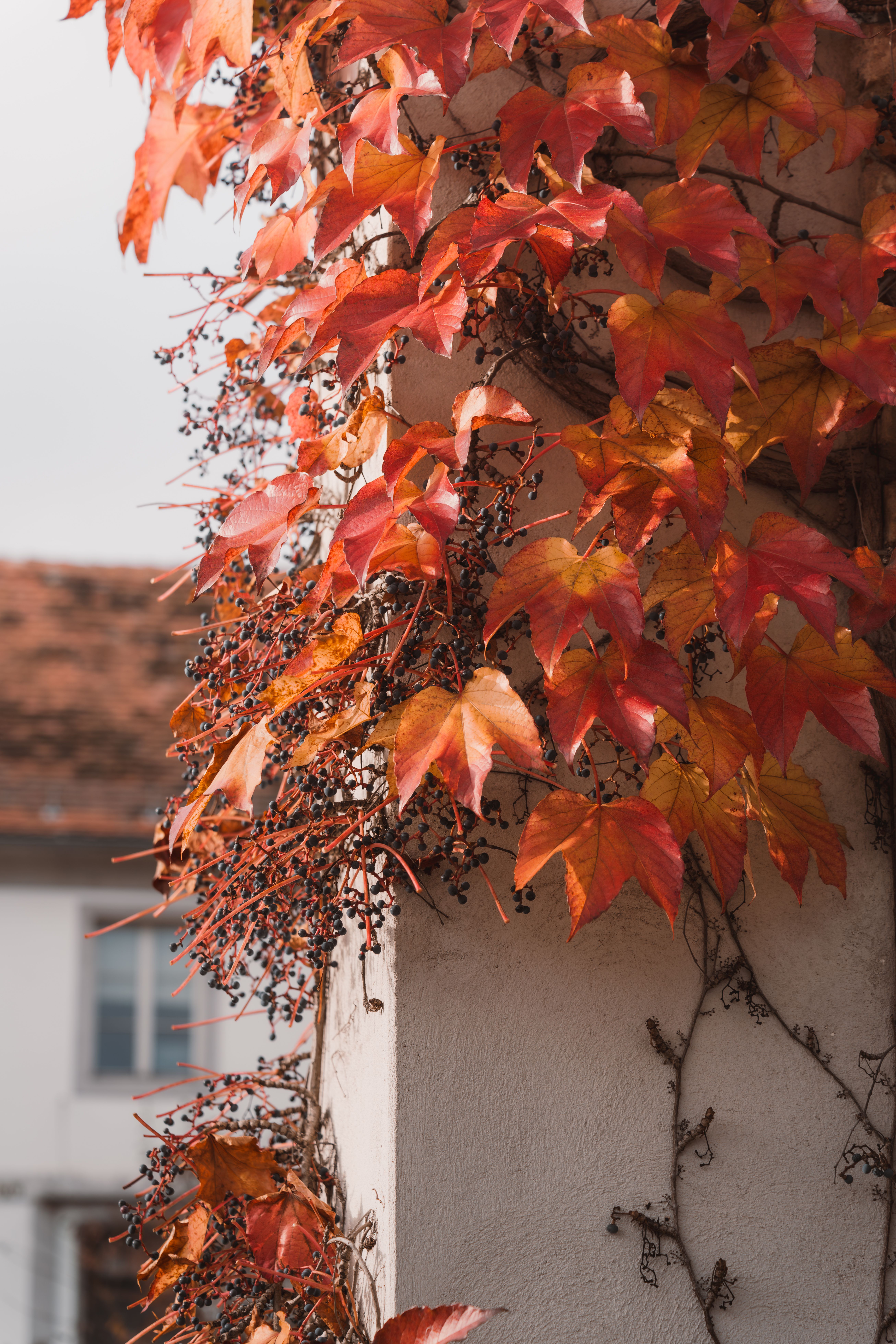 Autumn Ivy on Urban Wall - Vibrant Fall Colors · Free Stock Photo