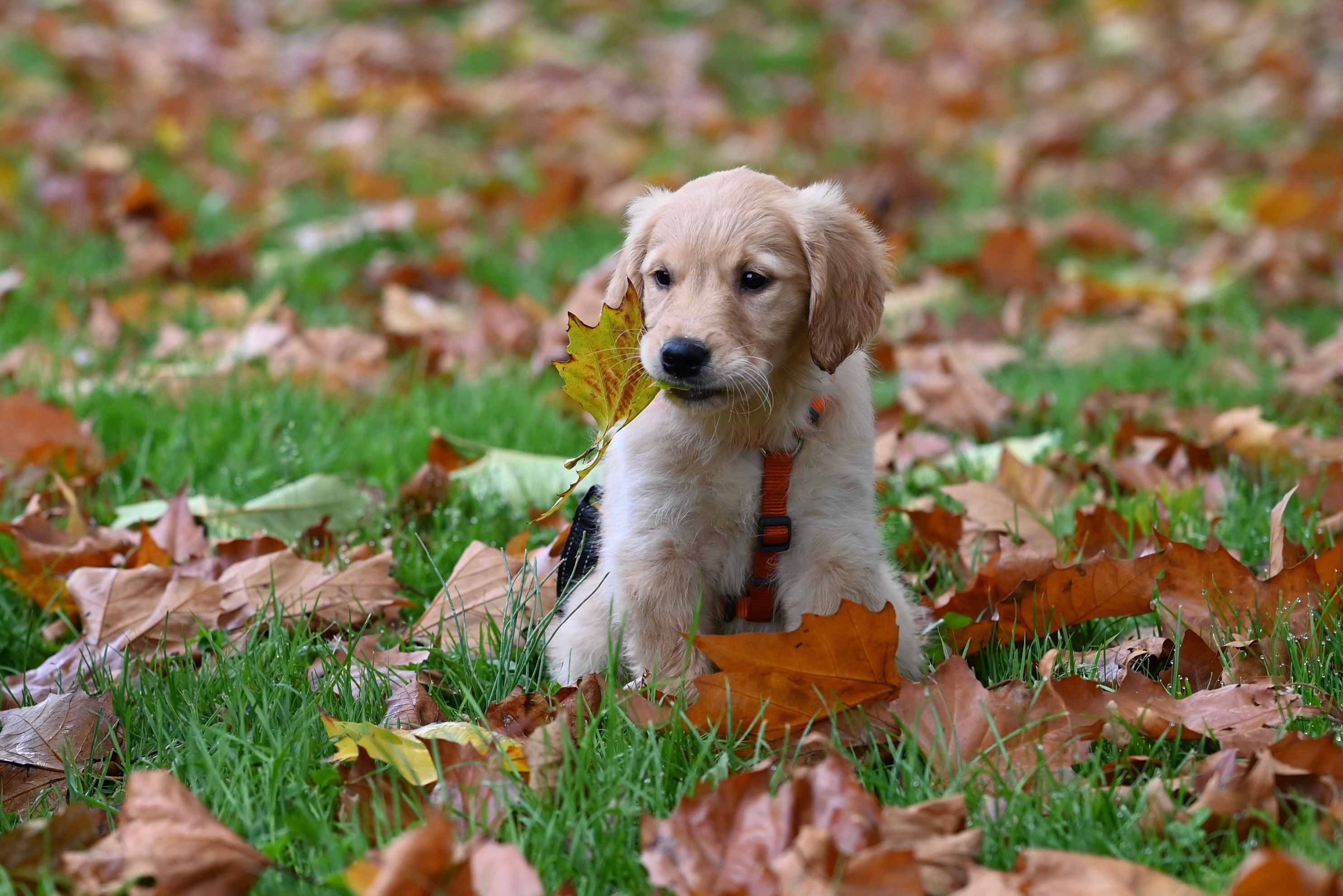 Adorable Golden Retriever Puppy in Autumn Leaves · Free Stock Photo