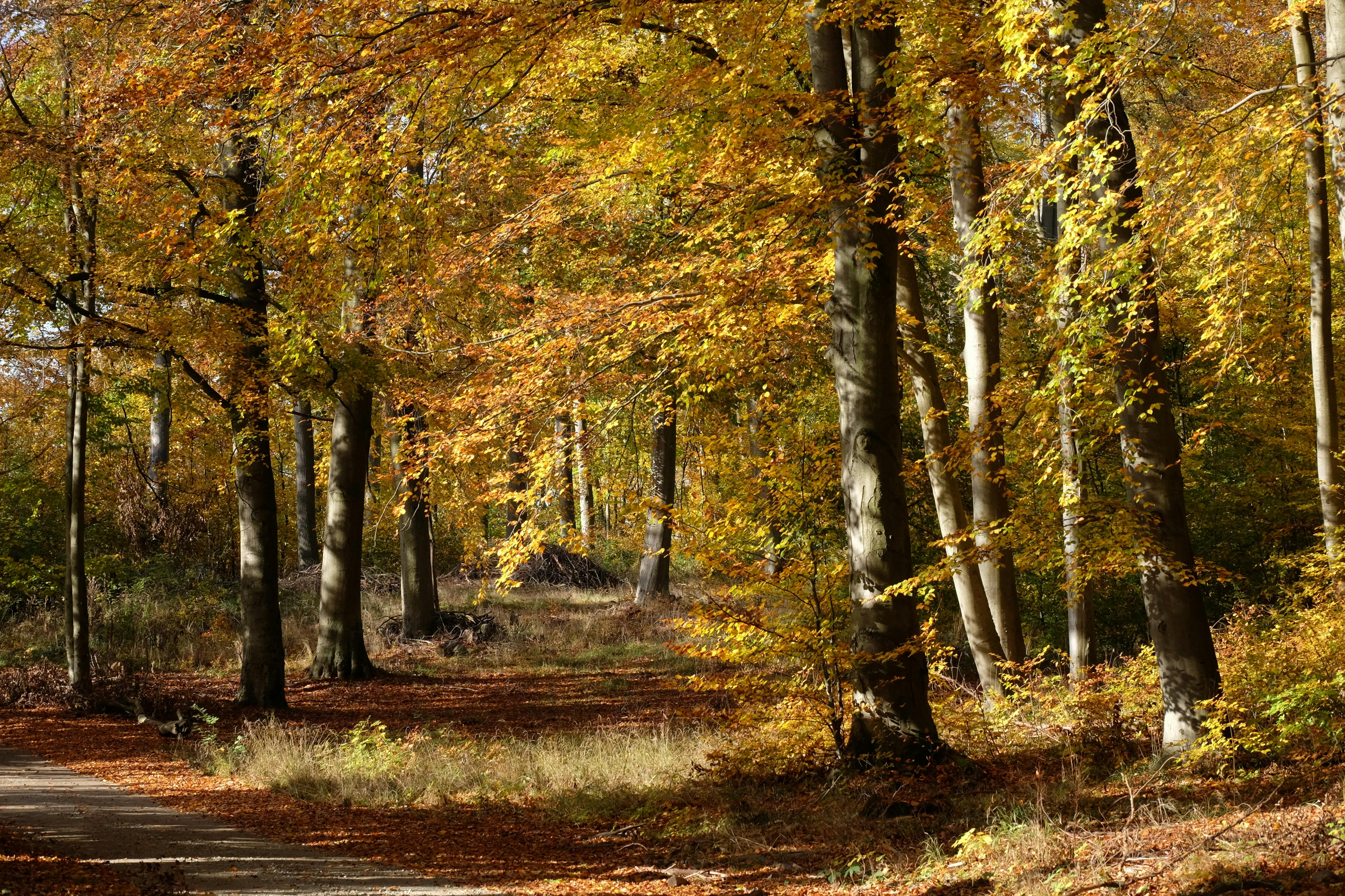 Tranquil Autumn Forest Pathway Scenery · Free Stock Photo