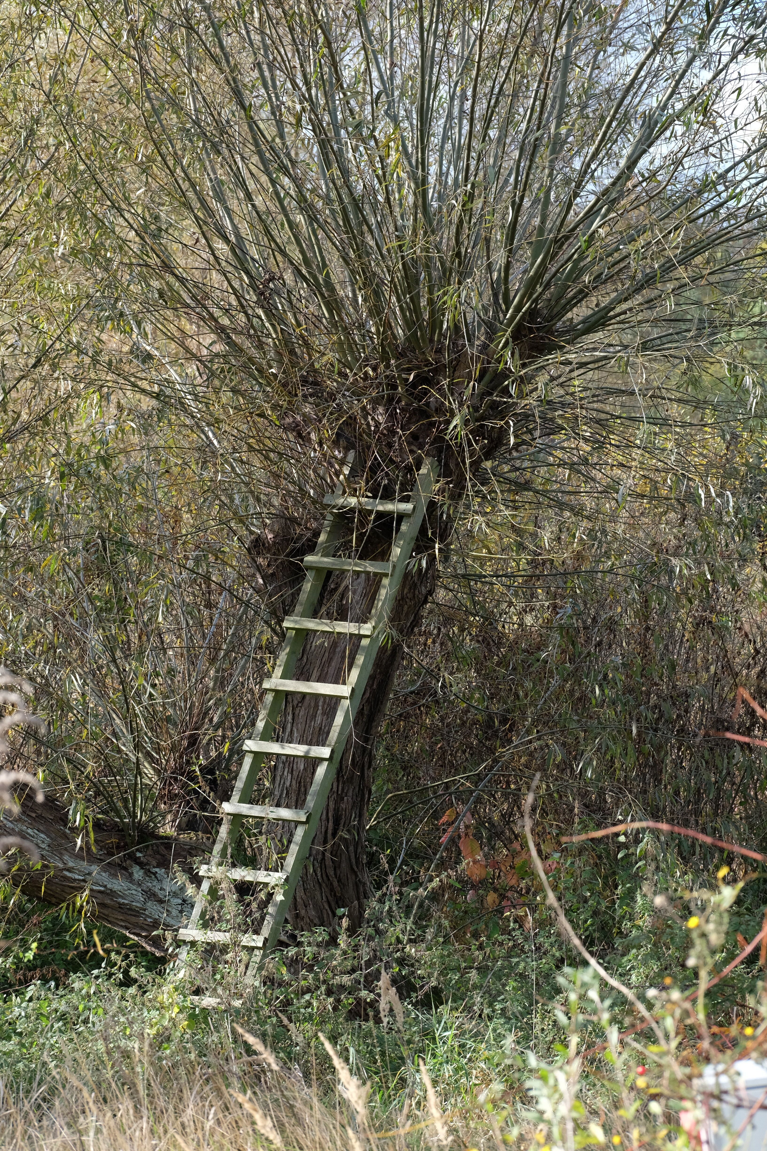 Wooden Ladder Against Lush Tree in Wild Landscape · Free Stock Photo