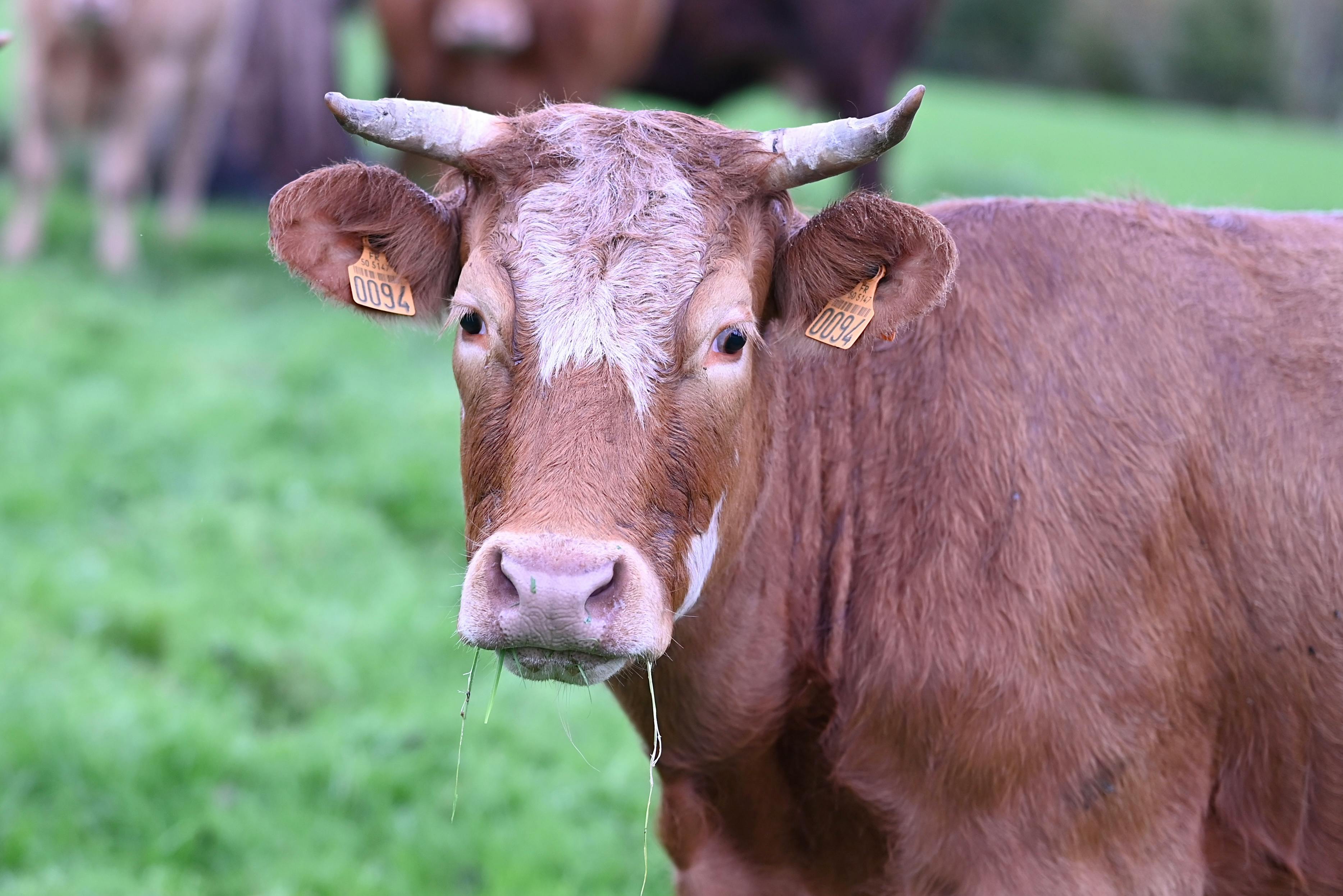 Photography of Cows During Sunset · Free Stock Photo