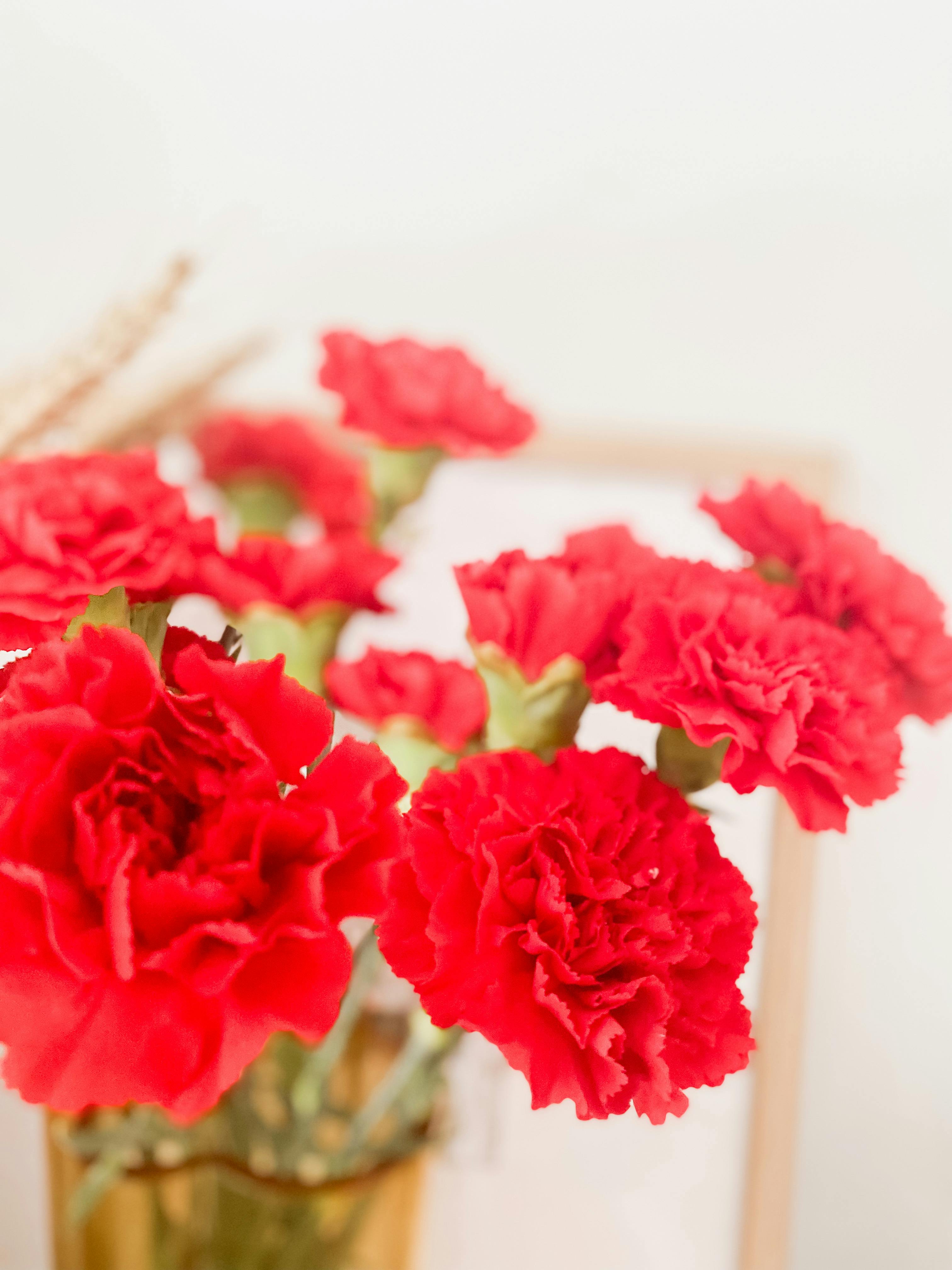 Vibrant Red Carnations in Soft Light · Free Stock Photo