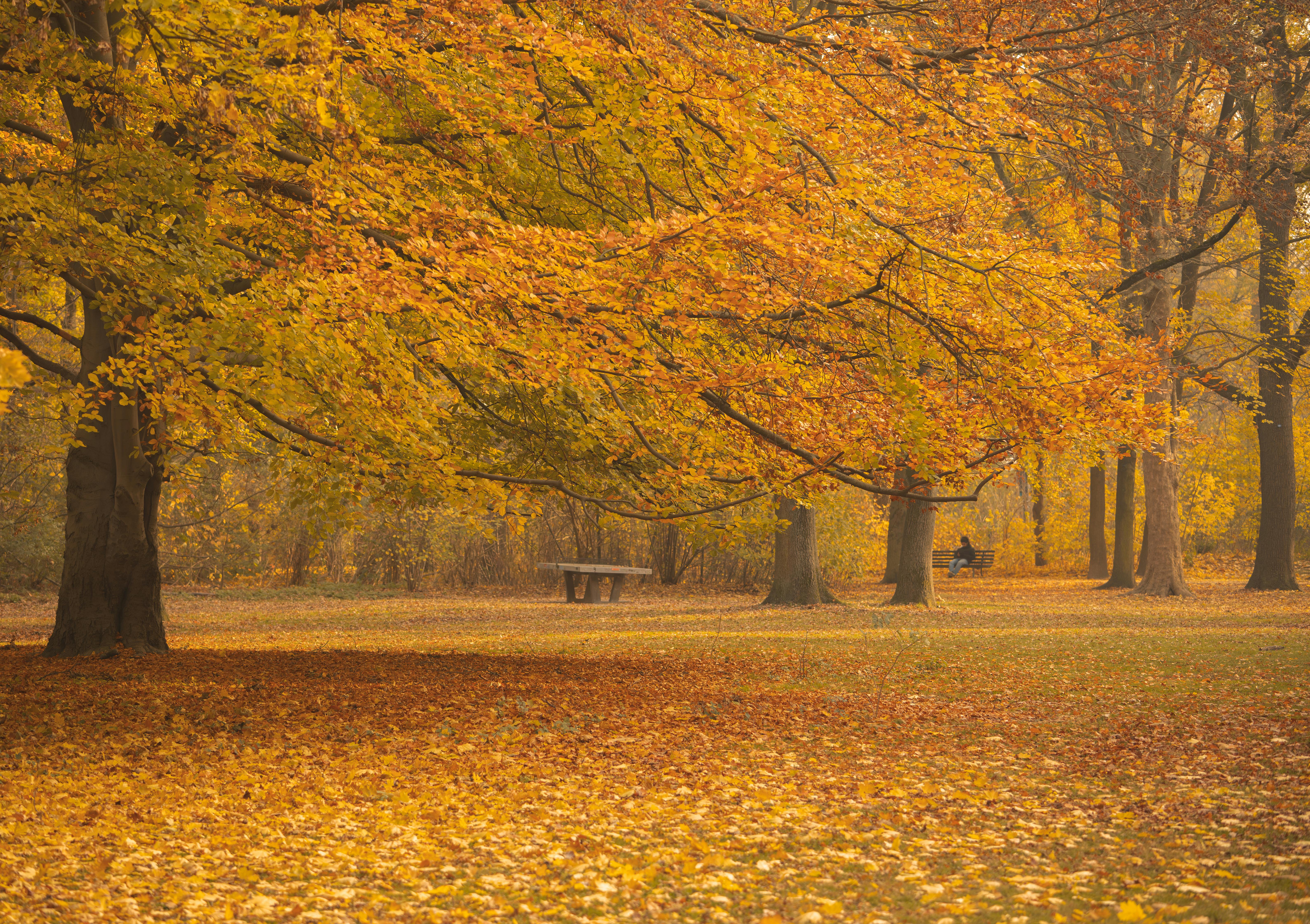 Serene Autumn Park Scene with Colorful Foliage · Free Stock Photo