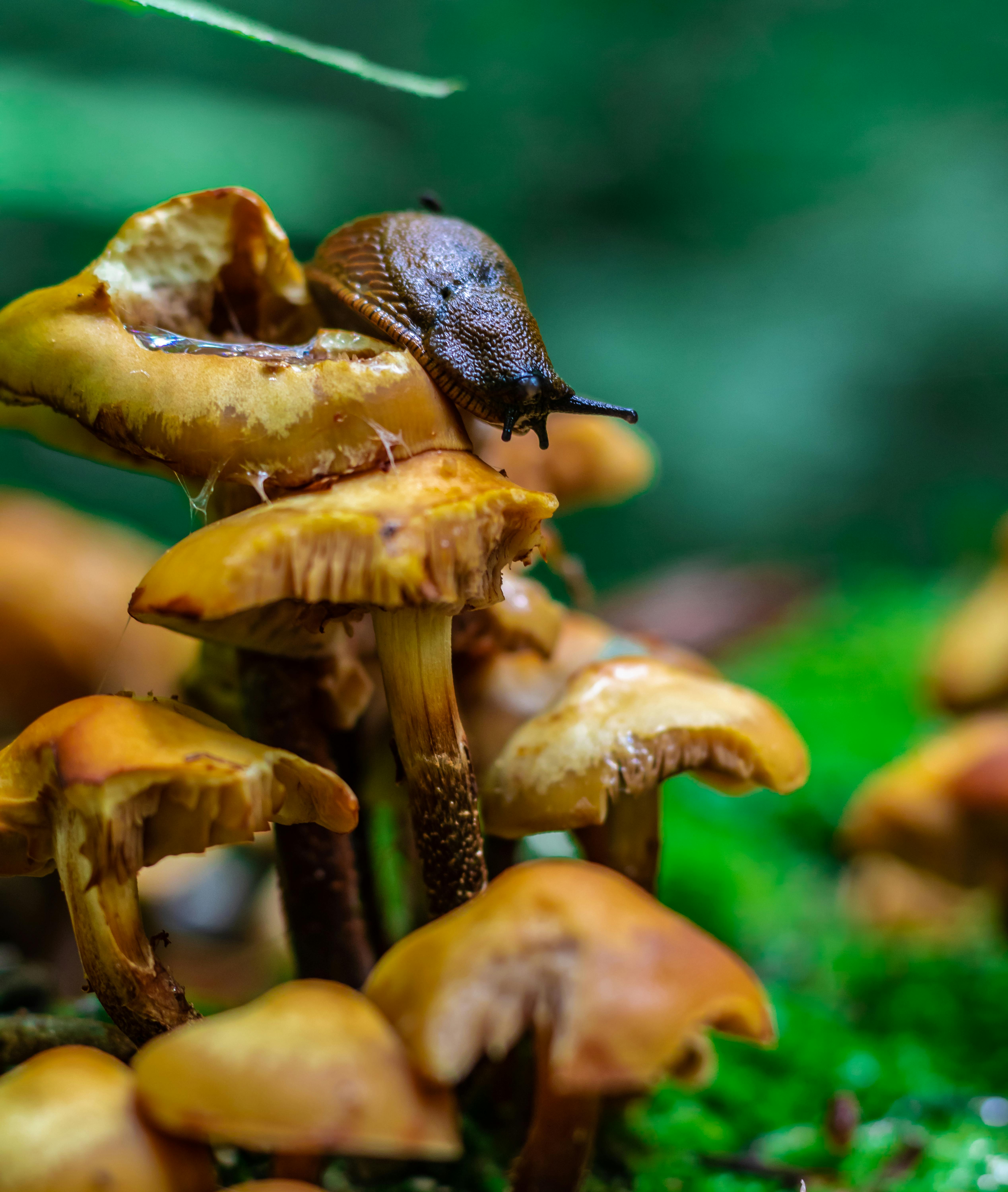 Slug on Mushrooms in a Forest Close-up · Free Stock Photo