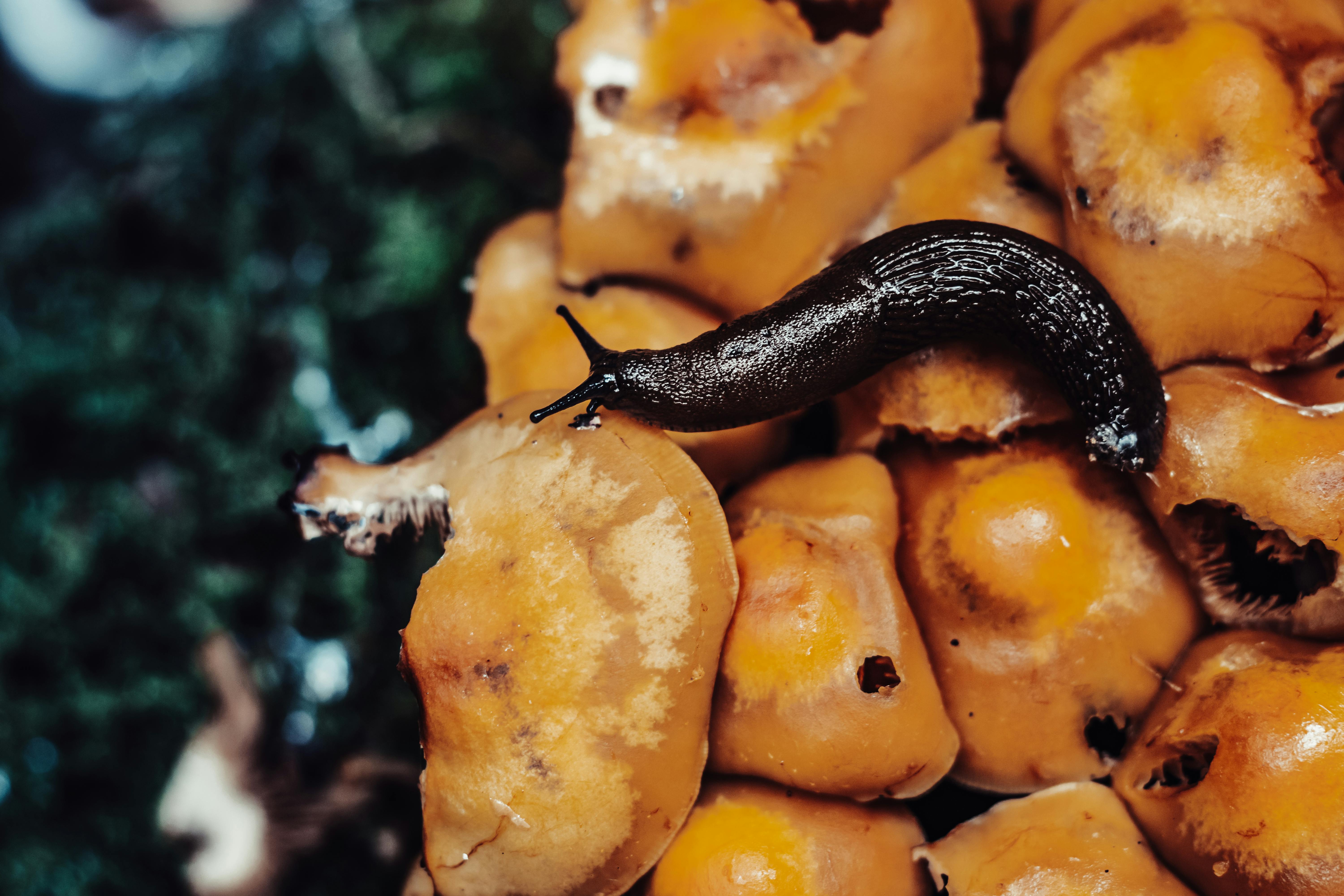 Slug on Wild Mushrooms Close-Up · Free Stock Photo