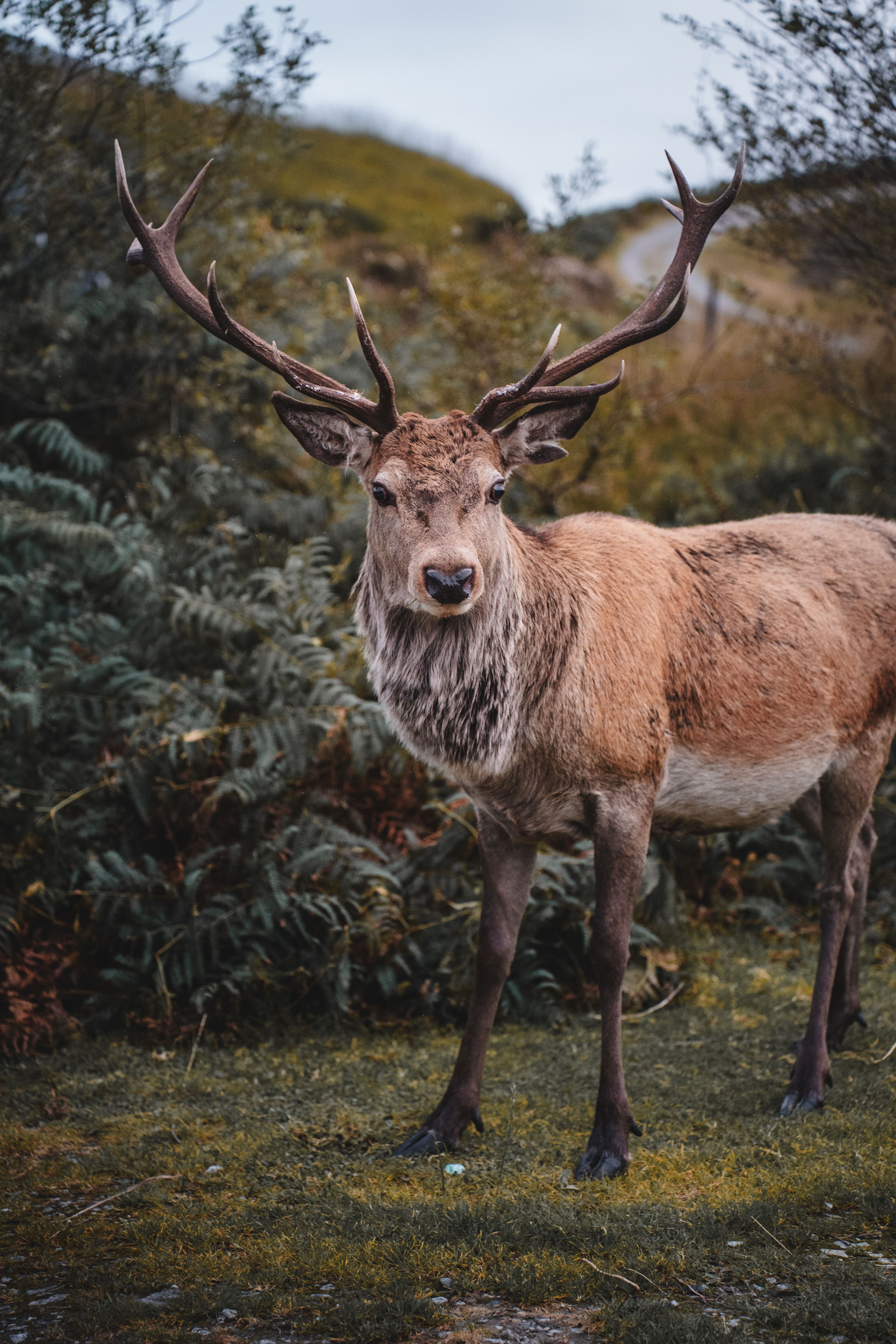 Majestic Red Deer Stag in Woodland Setting · Free Stock Photo