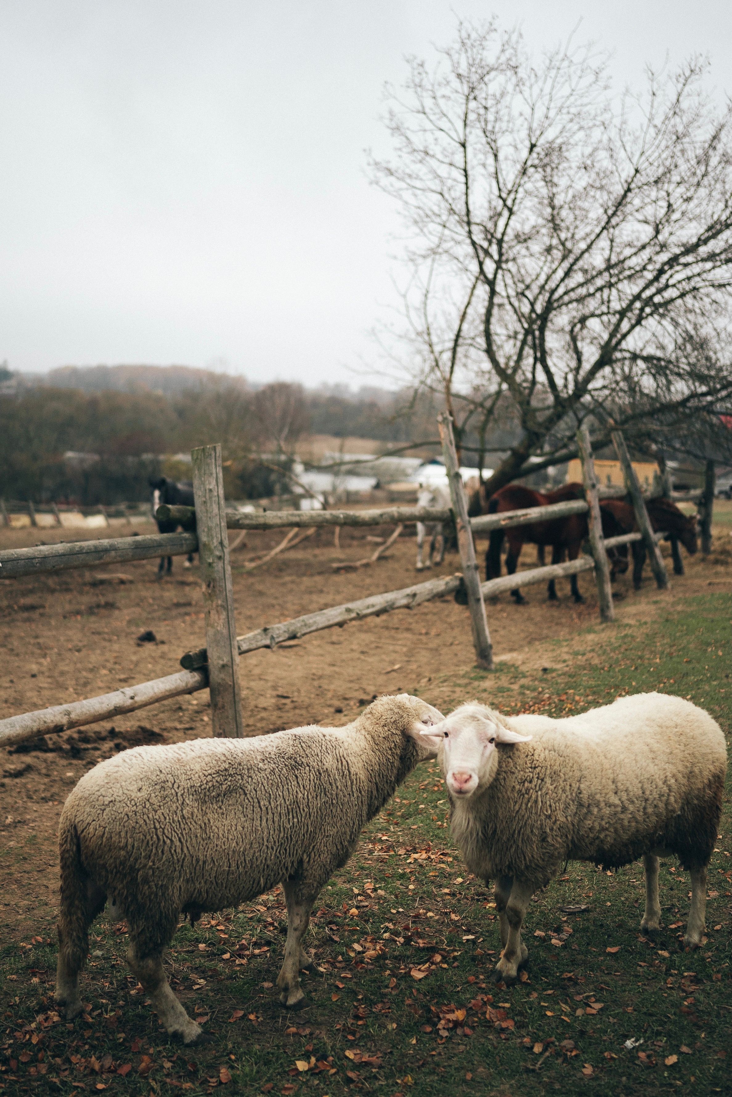 Sheep Grazing in Minsk Countryside Autumn Scene · Free Stock Photo