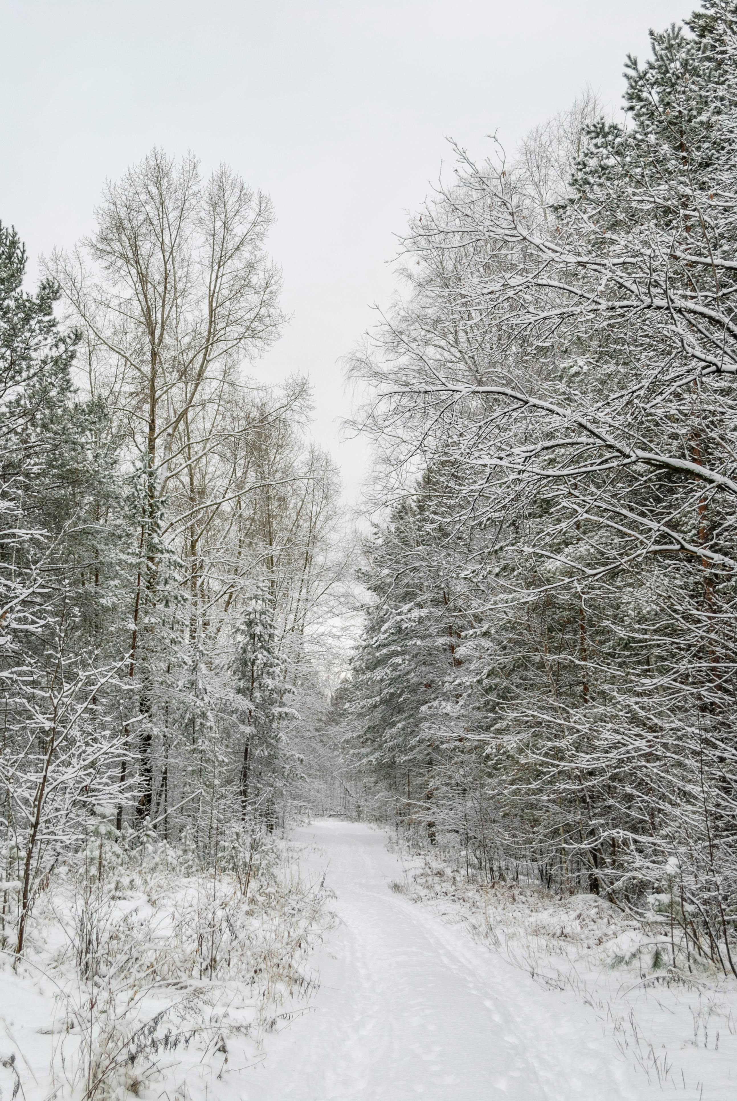 Snow Cap Pine Tree · Free Stock Photo