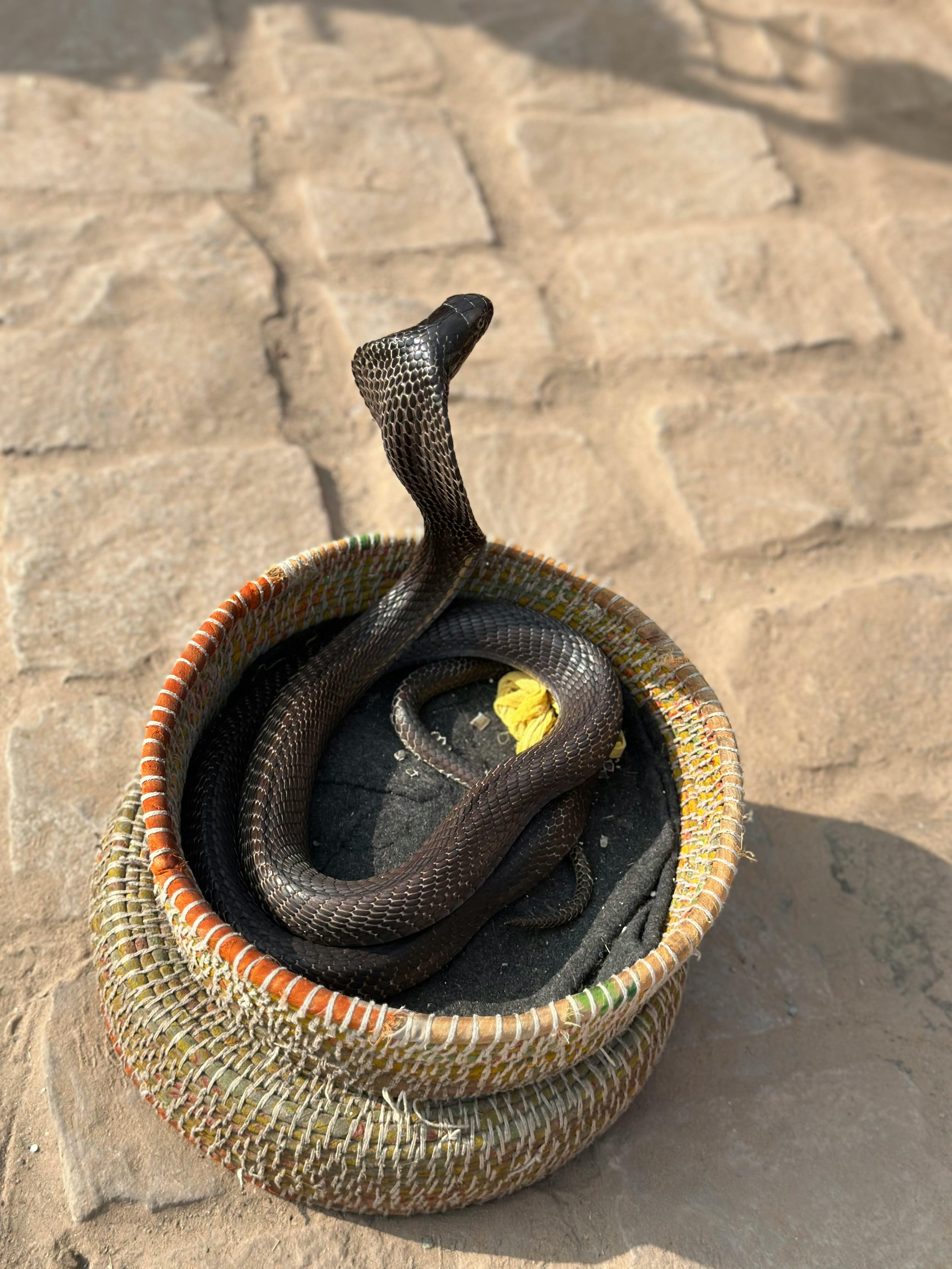 Cobra snake rising from a woven basket outdoors · Free Stock Photo
