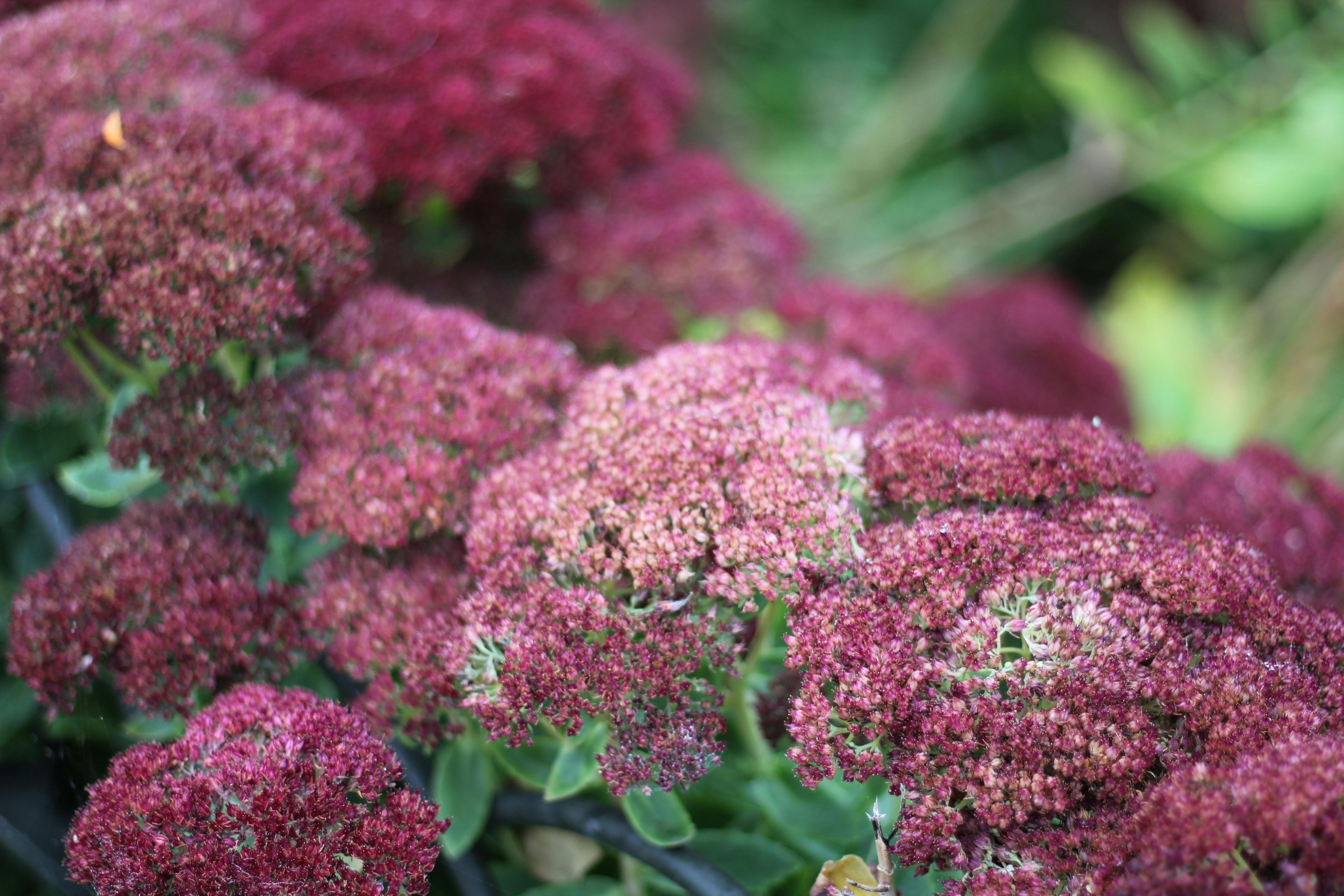 Vibrant Pink Sedum Flowers in Bloom Outdoors · Free Stock Photo