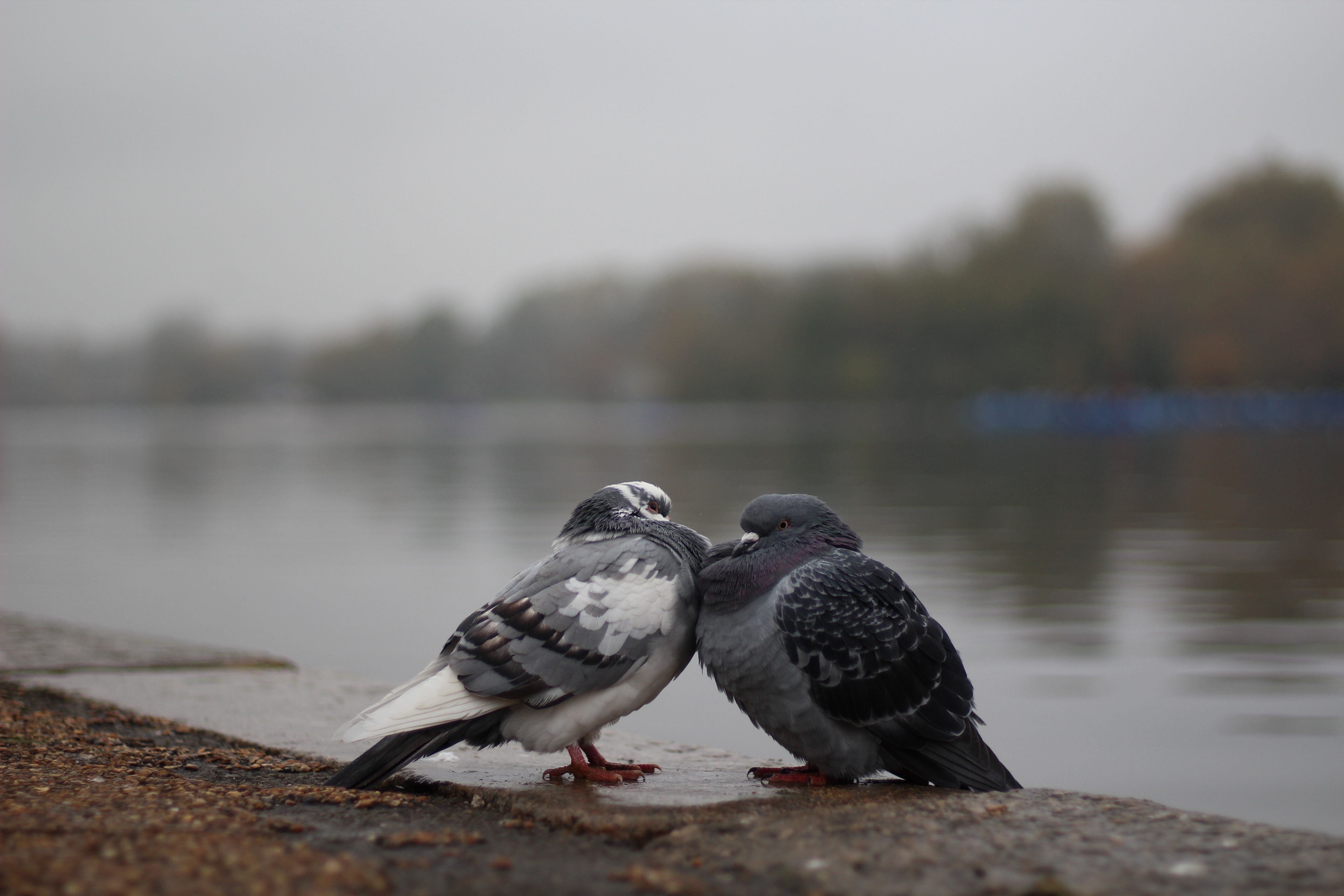 Pair of Pigeons by a Serene Lakeside Scene · Free Stock Photo