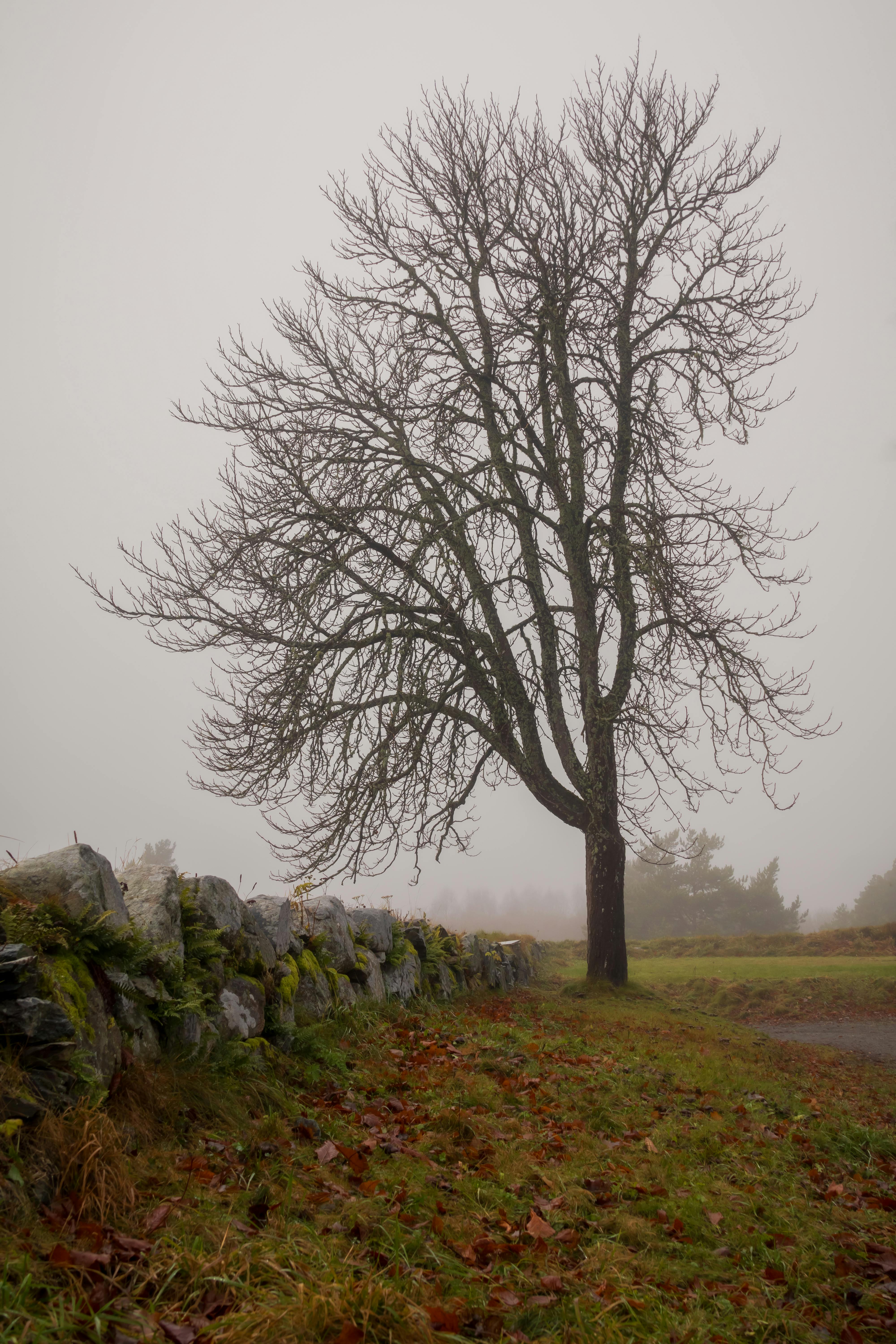 Misty Autumn Landscape with Stone Wall and Tree · Free Stock Photo