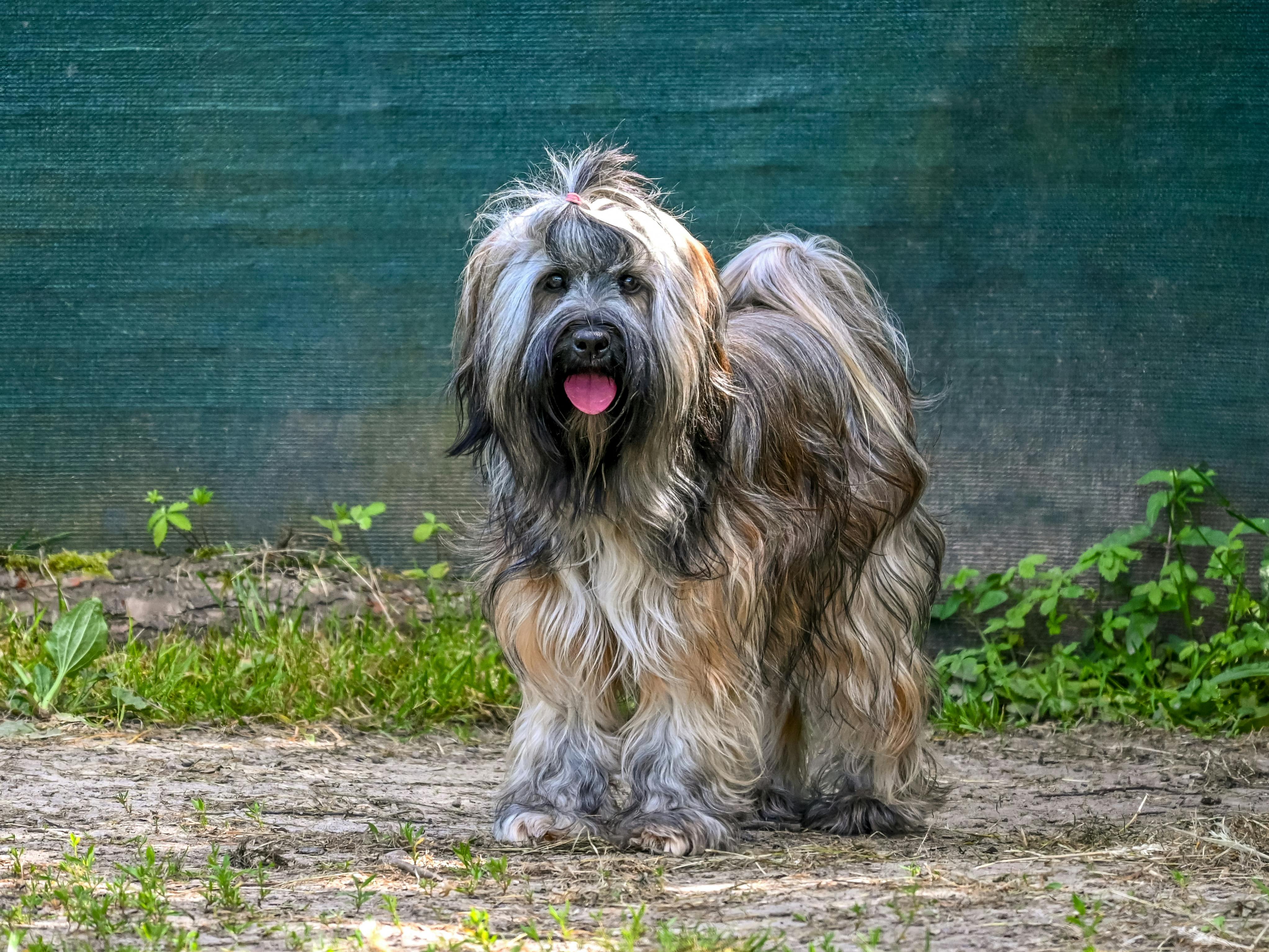 Dogs Cologne Photos, Download The BEST Free Dogs Cologne Stock Photos ...