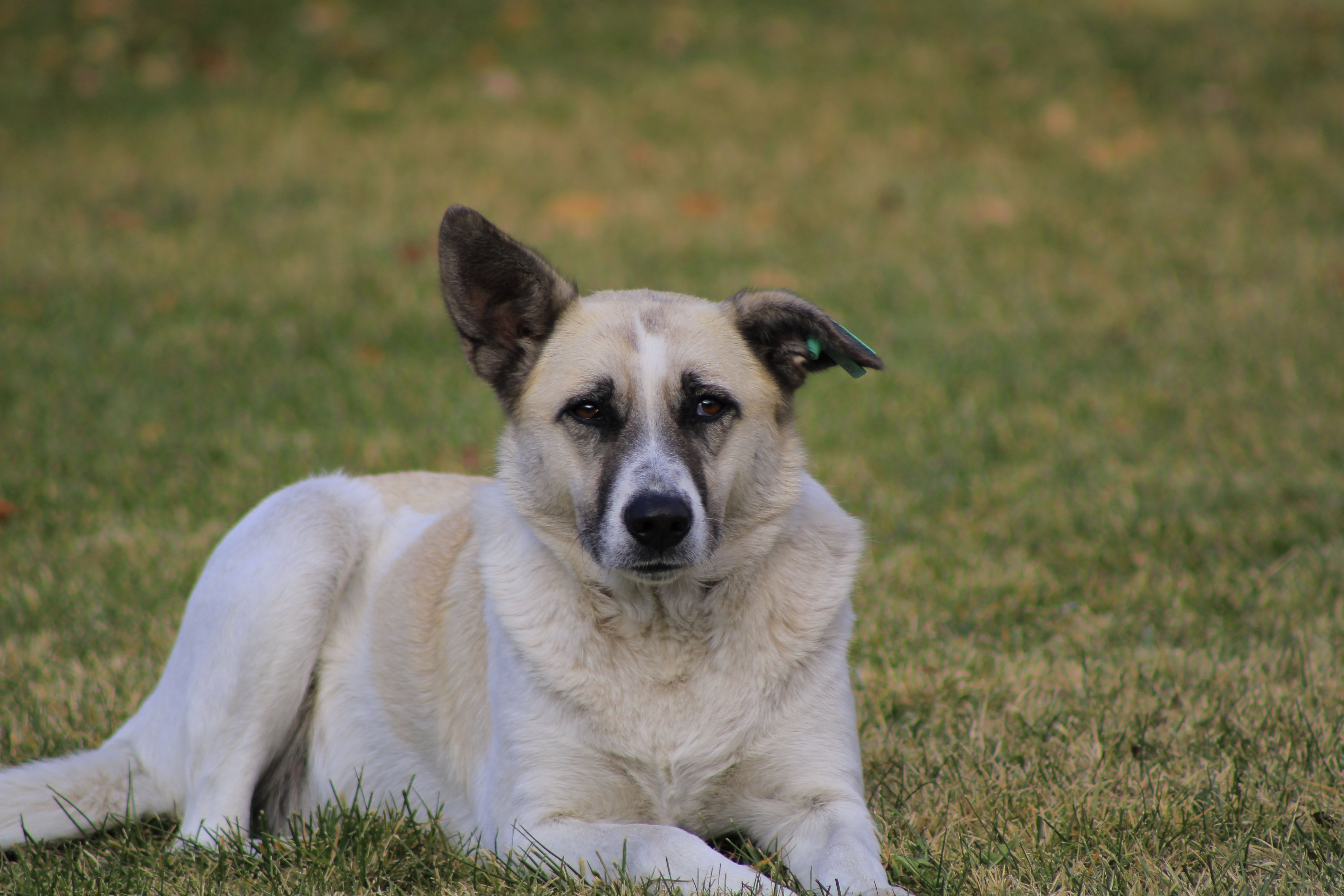 Calm Dog Relaxing on Green Grass Outdoors · Free Stock Photo