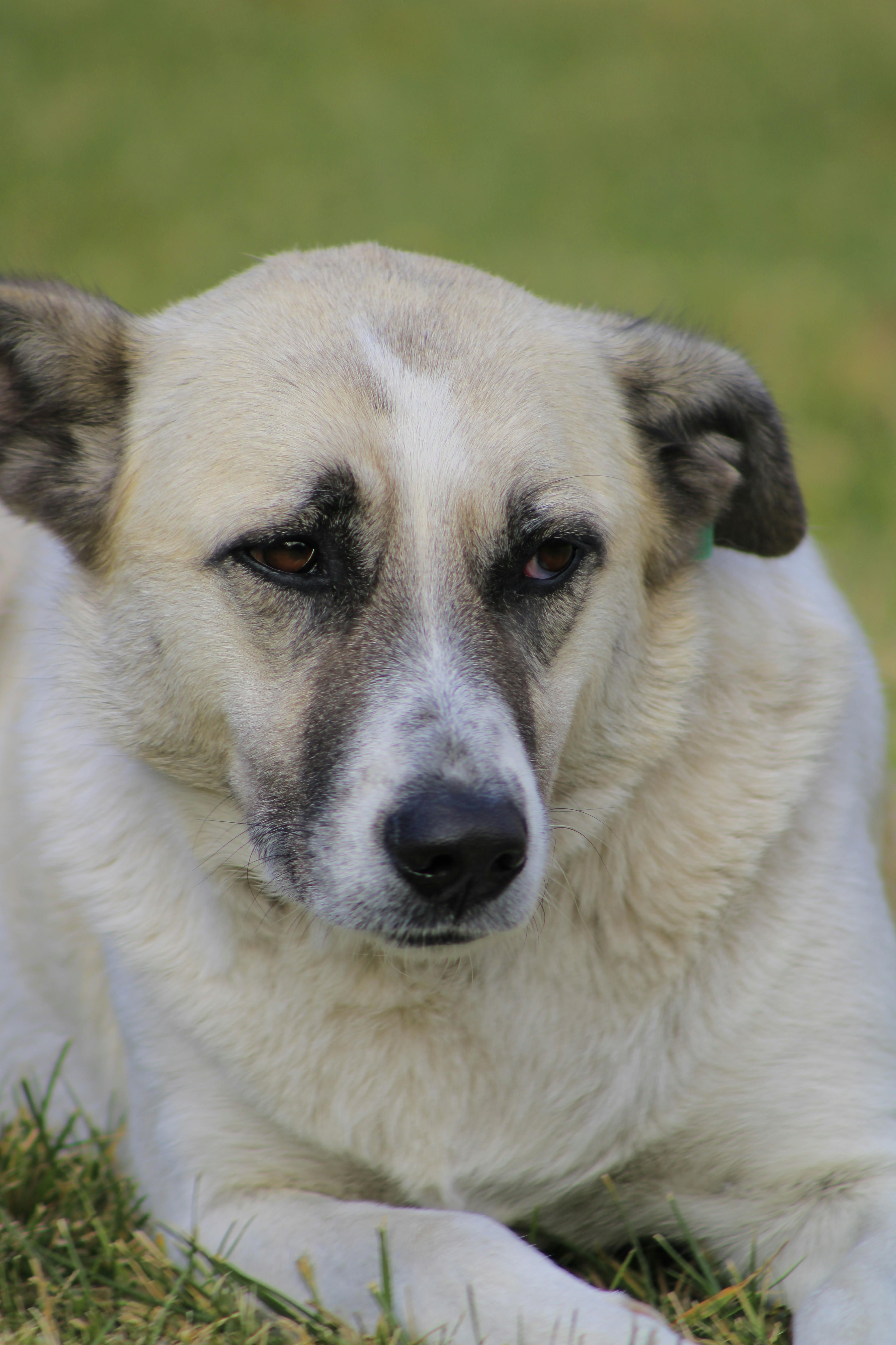 Close-up Portrait of a Sad-Looking Dog · Free Stock Photo