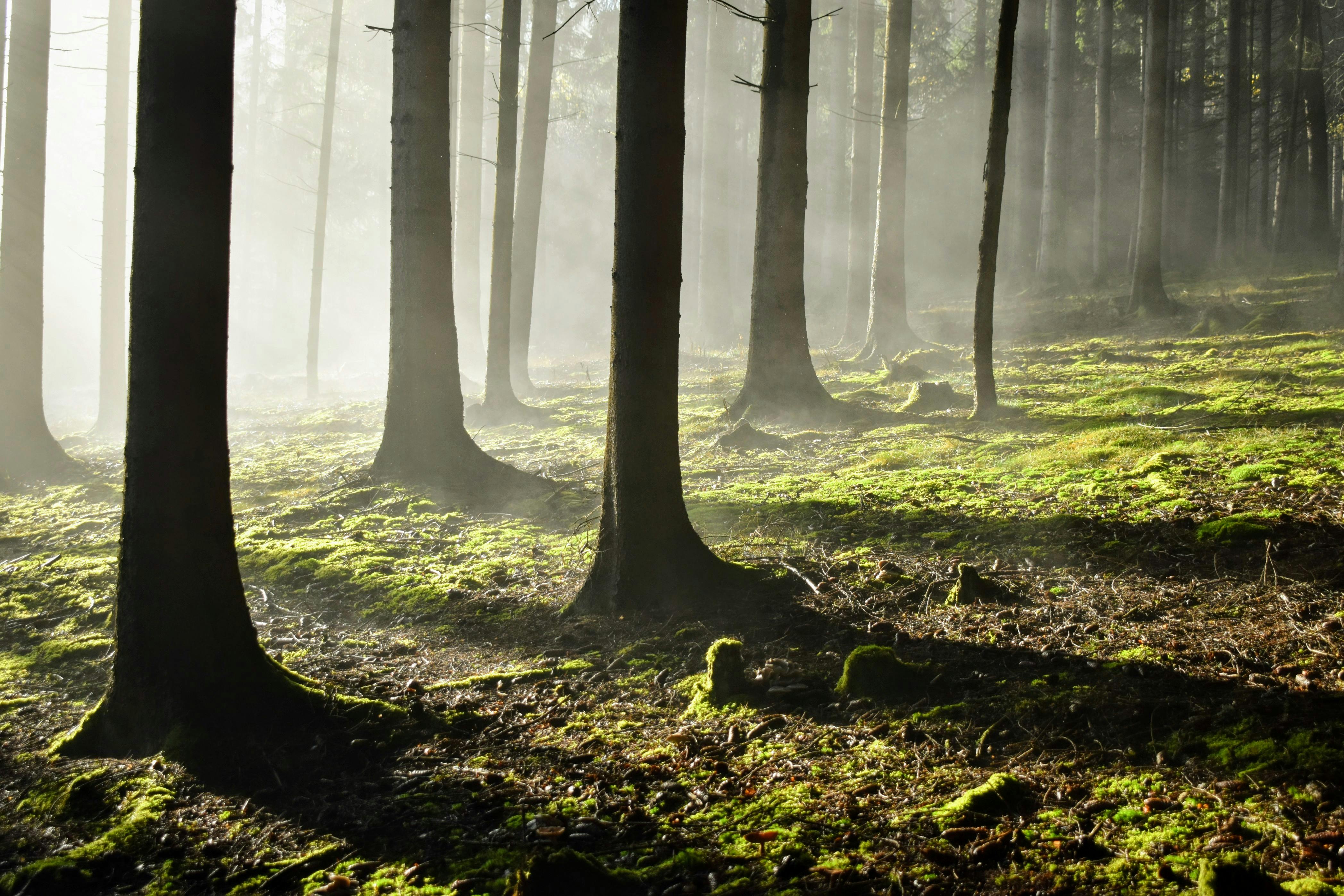 Sunlit Forest with Morning Mist and Mossy Ground · Free Stock Photo