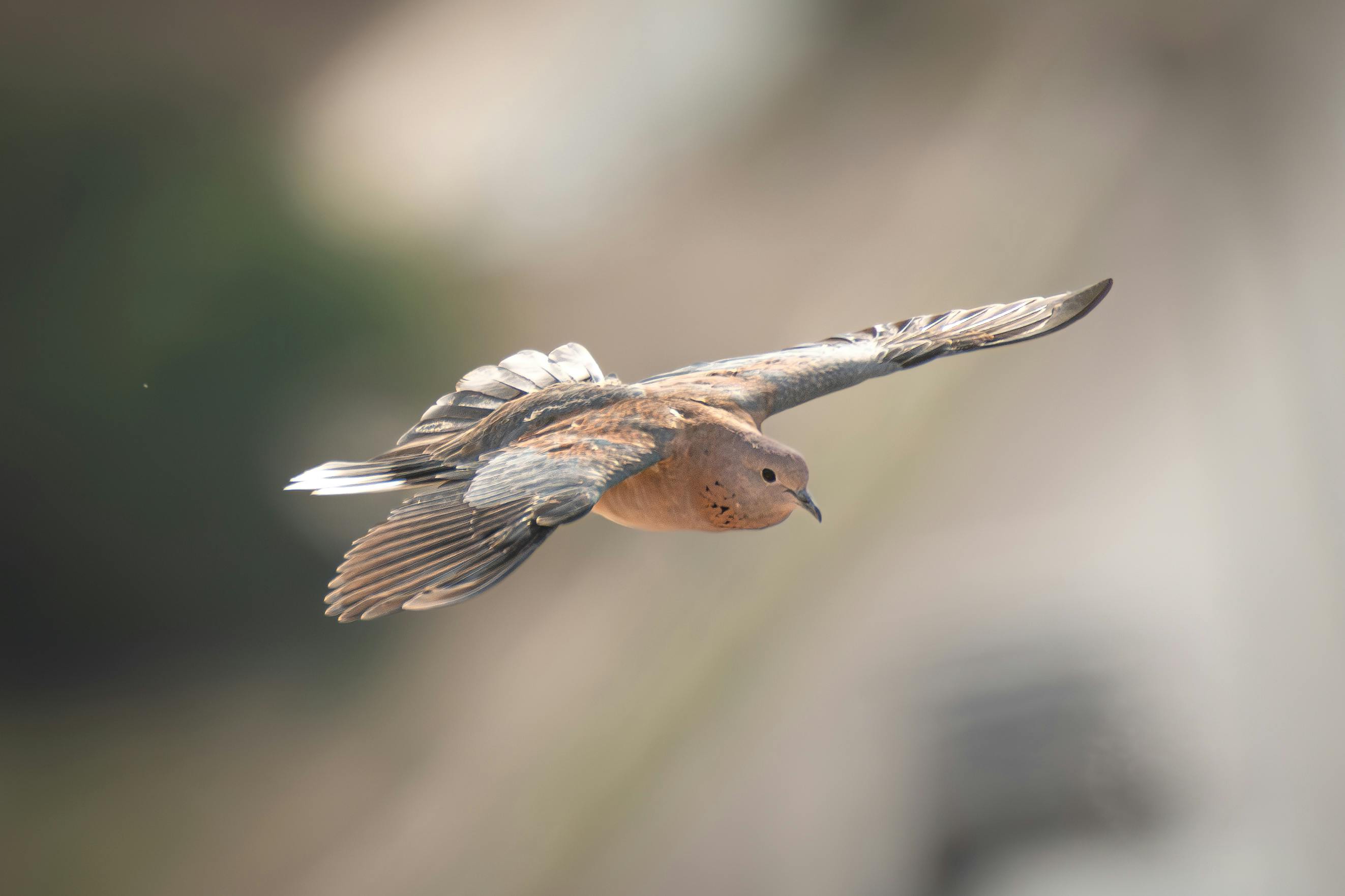 Flying Yellow Bird · Free Stock Photo