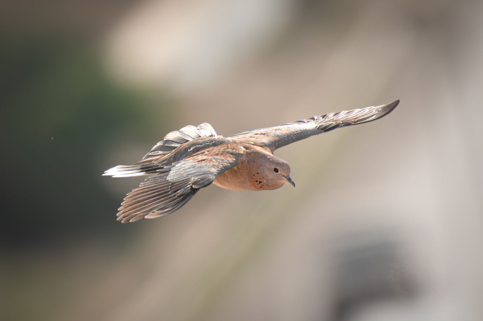 Flying Dove Template Photos, Download The BEST Free Flying Dove ...