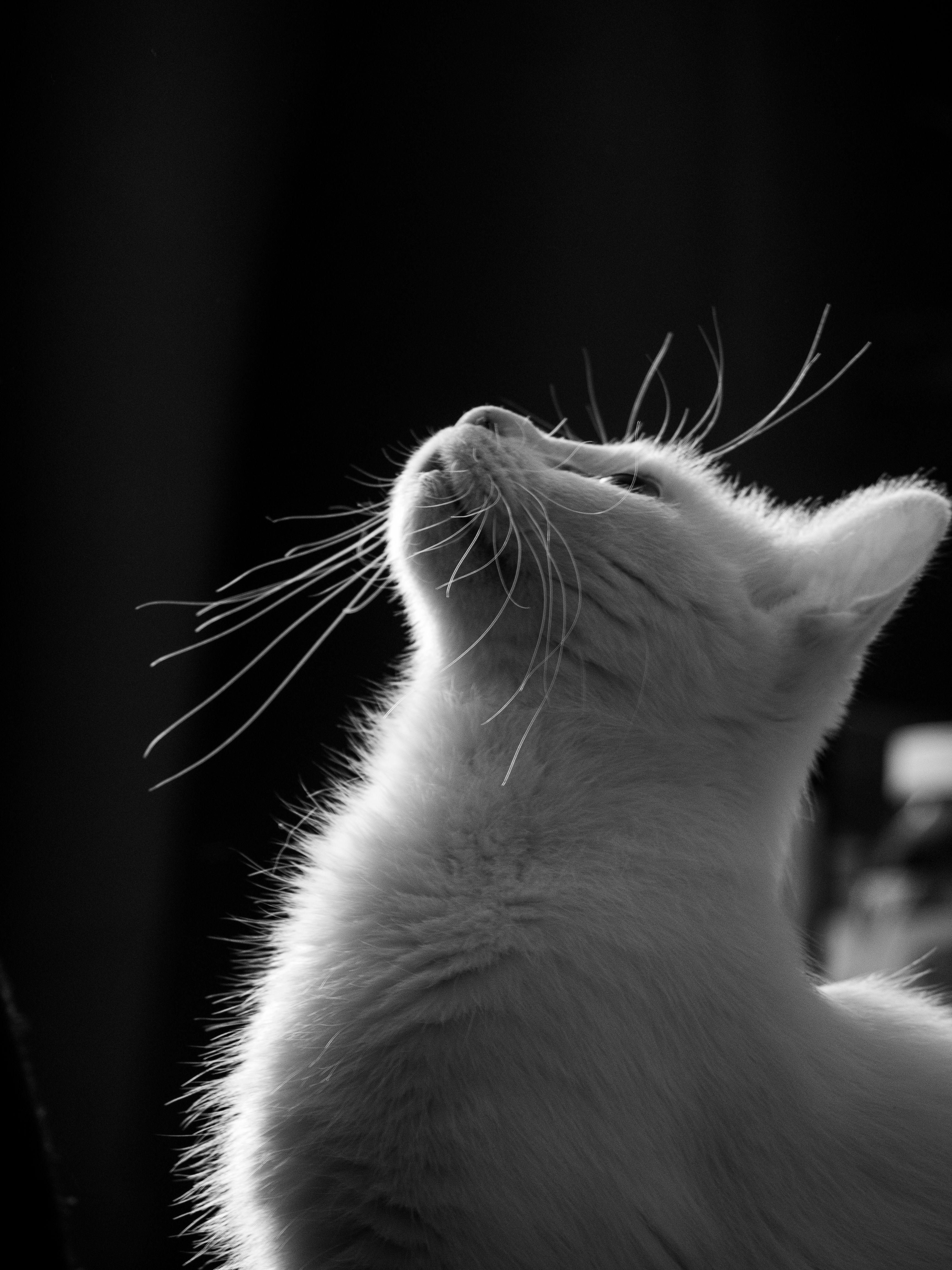 Majestic White Cat in Dramatic Light · Free Stock Photo