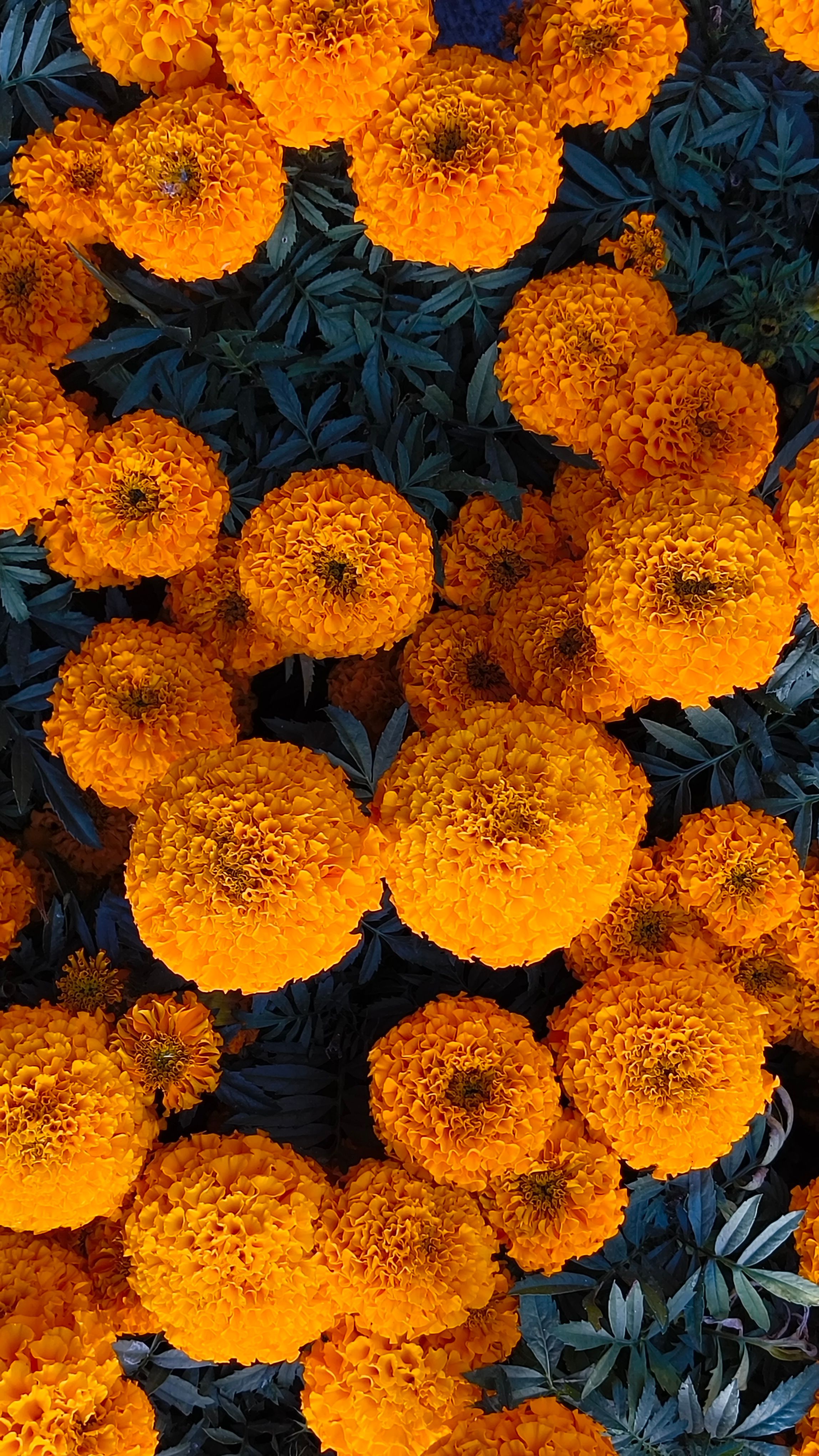 Bright Orange Marigolds for Day of the Dead · Free Stock Photo