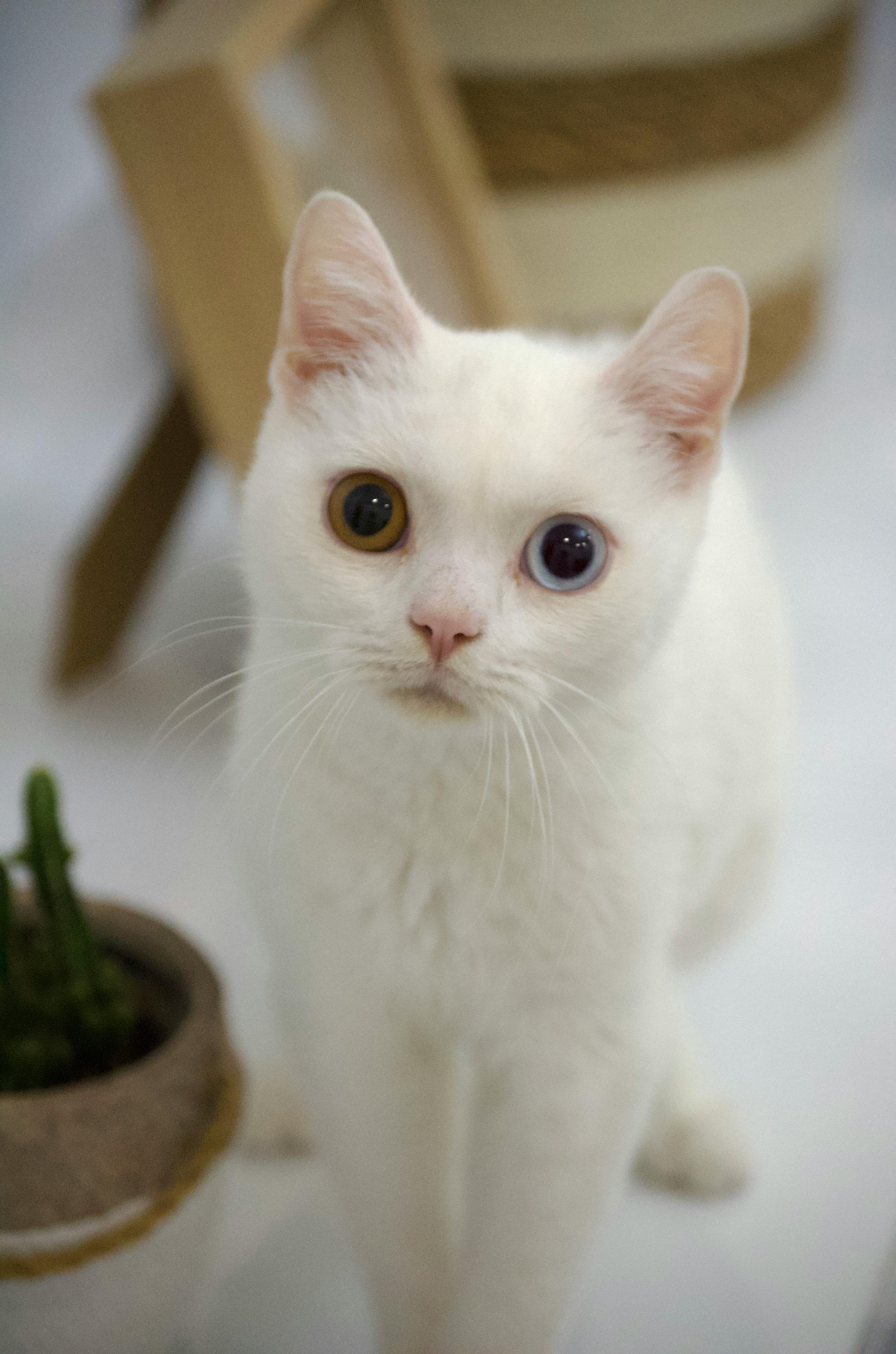 Odd-eyed White Cat · Free Stock Photo