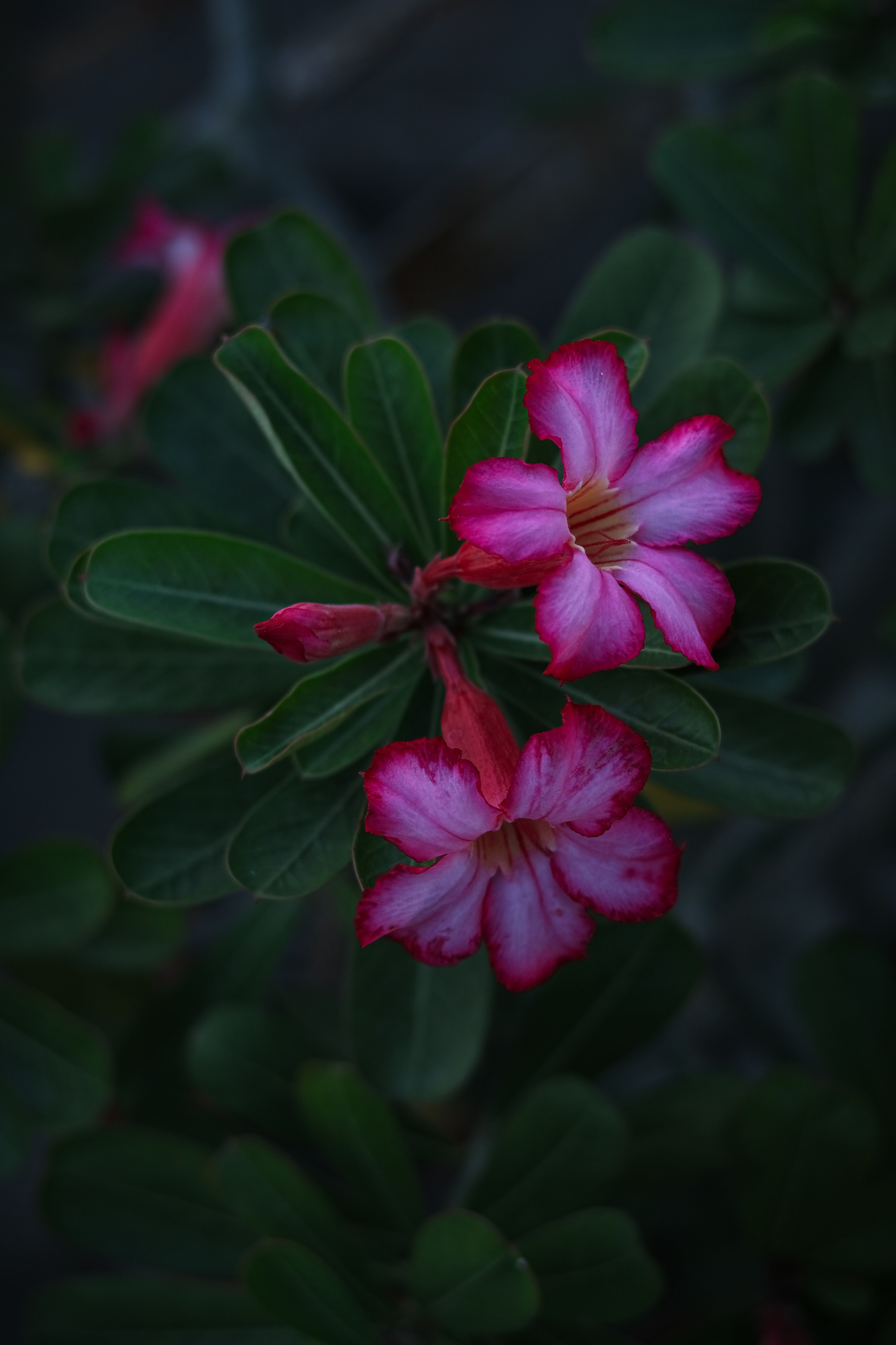 Vibrant Pink Desert Rose Blooms in Nature · Free Stock Photo