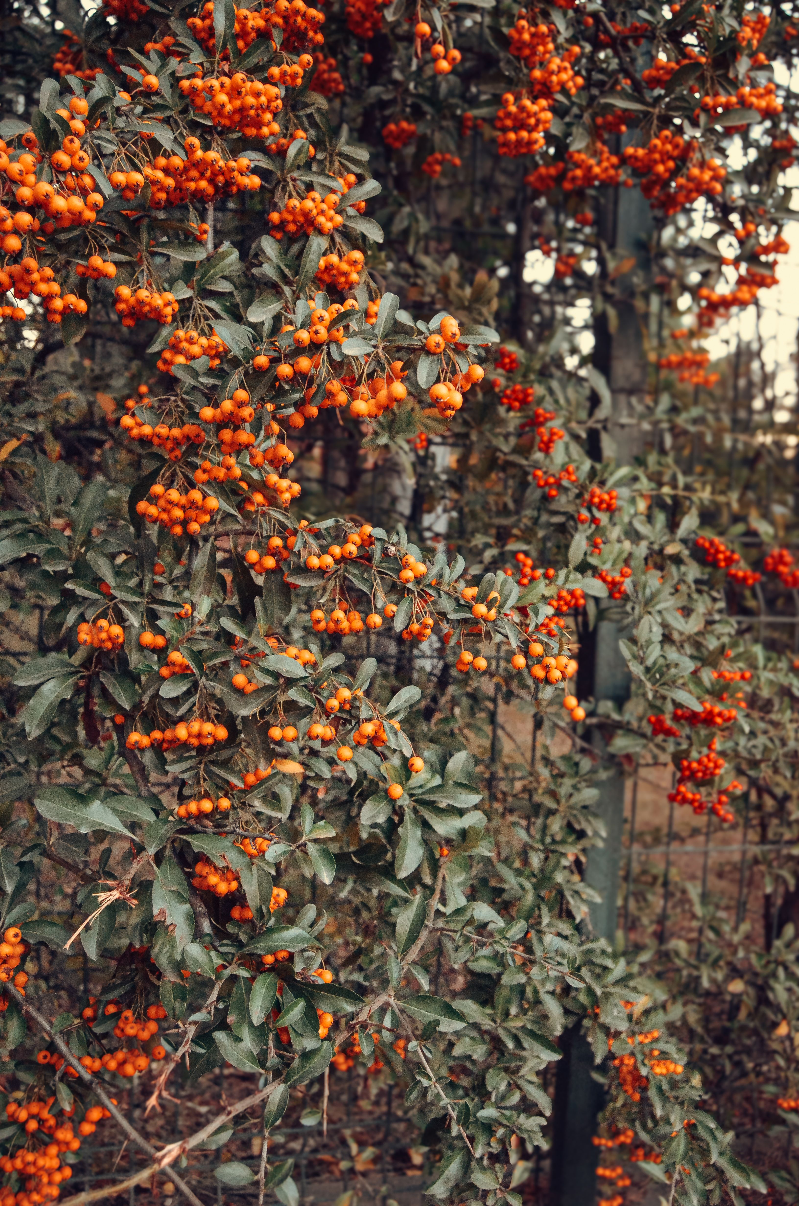 Vibrant Orange Berries Adorning Autumn Foliage · Free Stock Photo