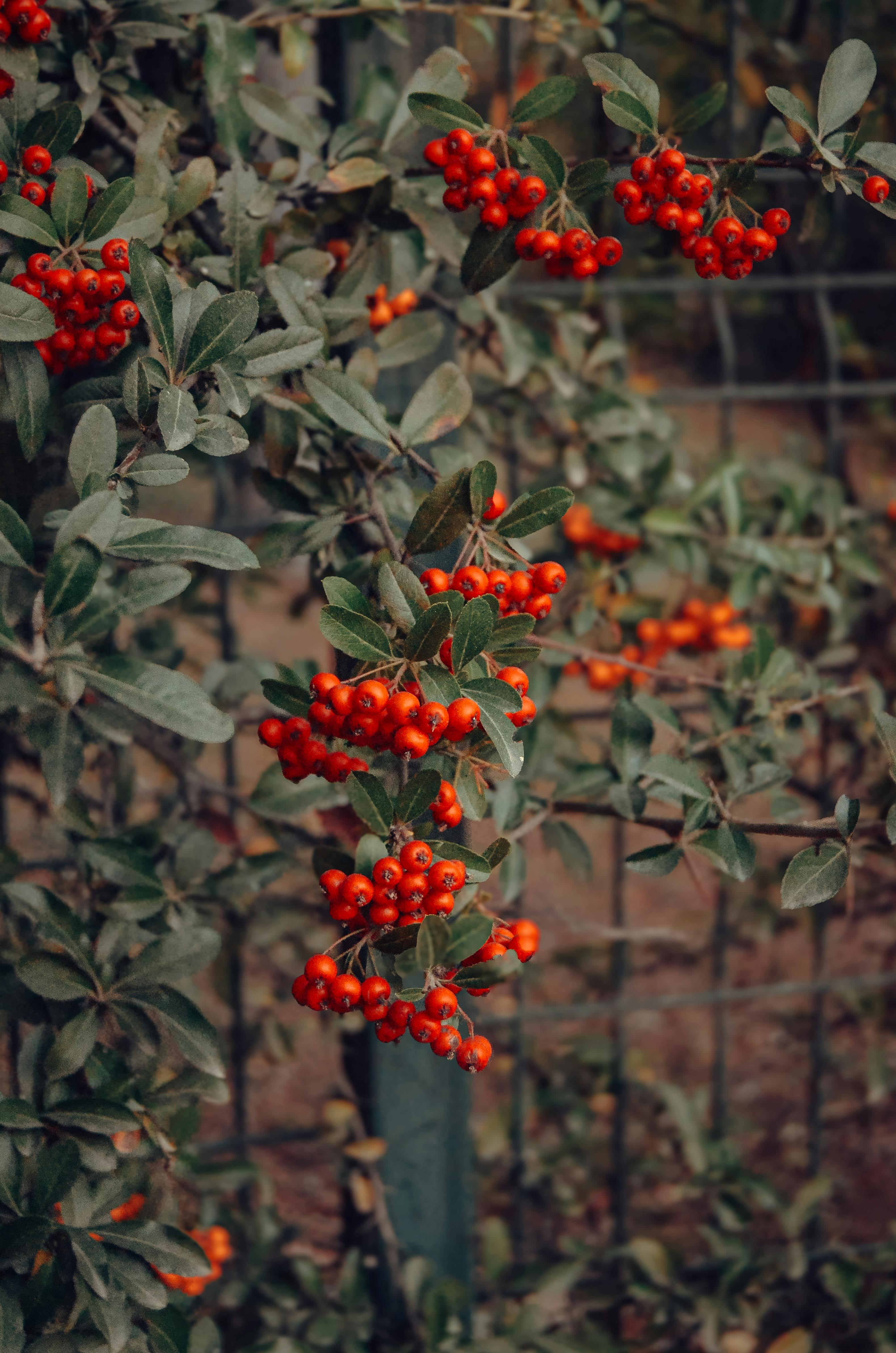 Red Berries on Bush with Green Leaves in Fall · Free Stock Photo
