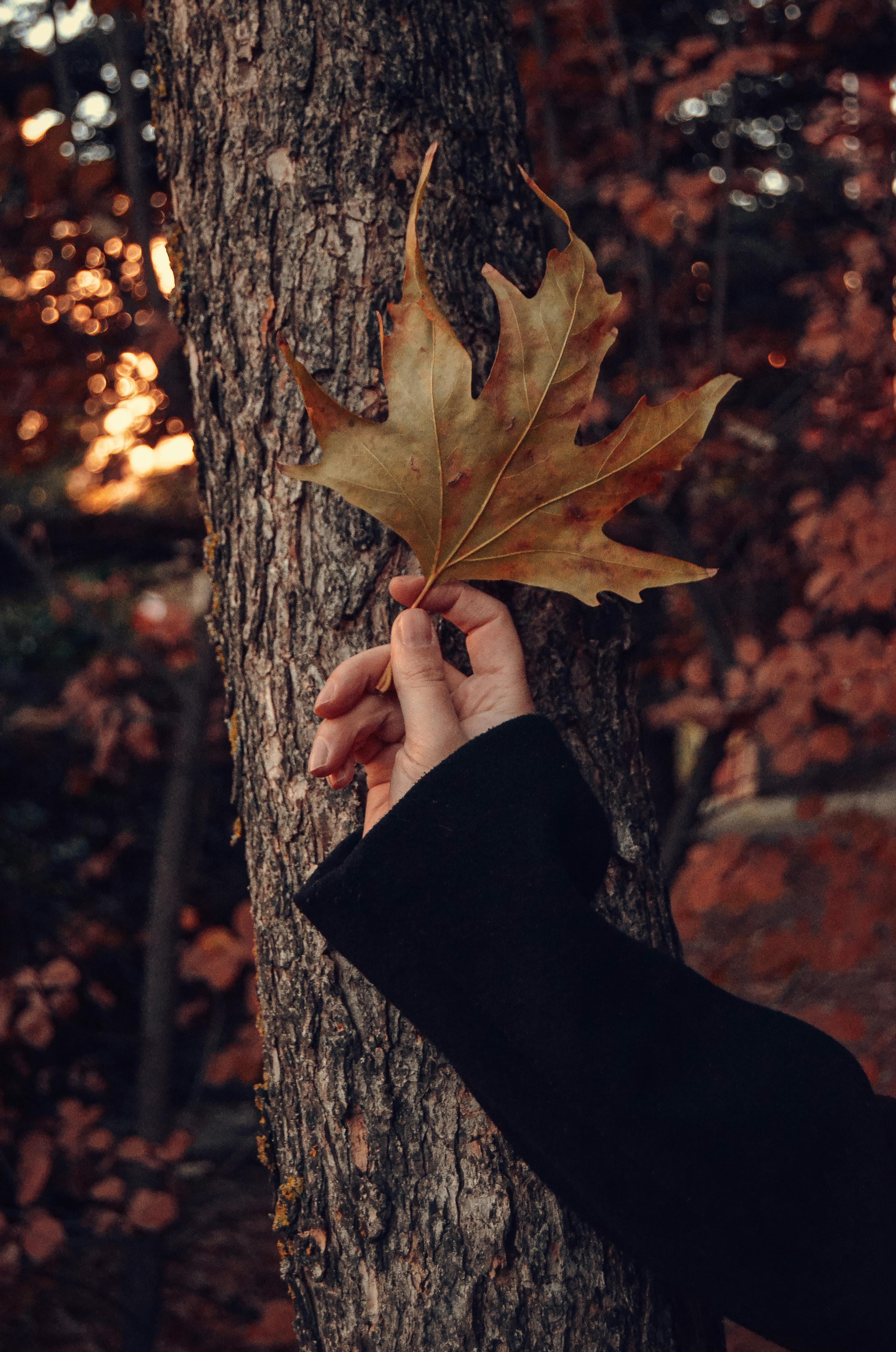 20.000+ melhores imagens de Latar Belakang. Loop · Download 100% grátis ...