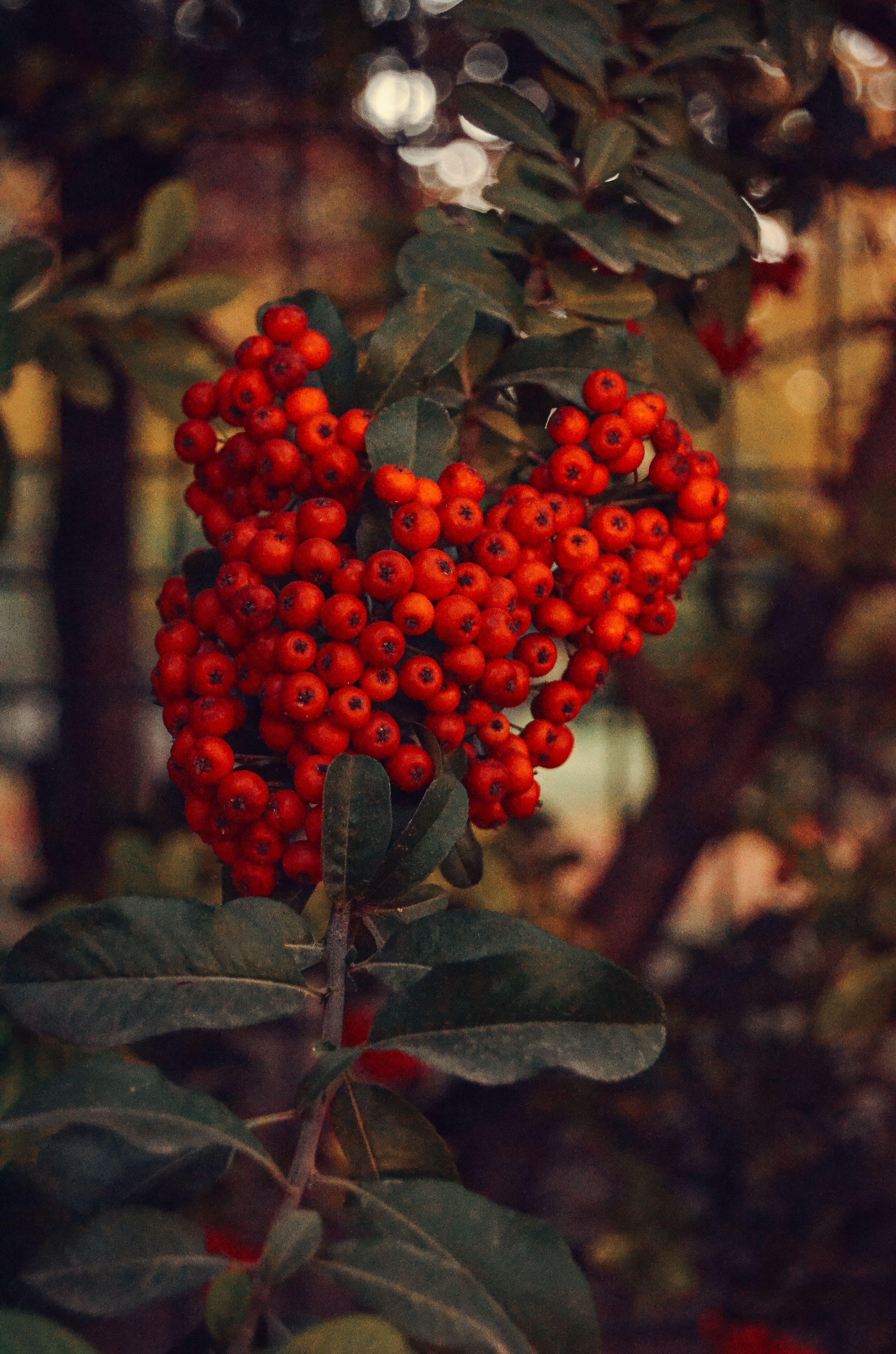 Vibrant Red Berries on Autumn Branch · Free Stock Photo