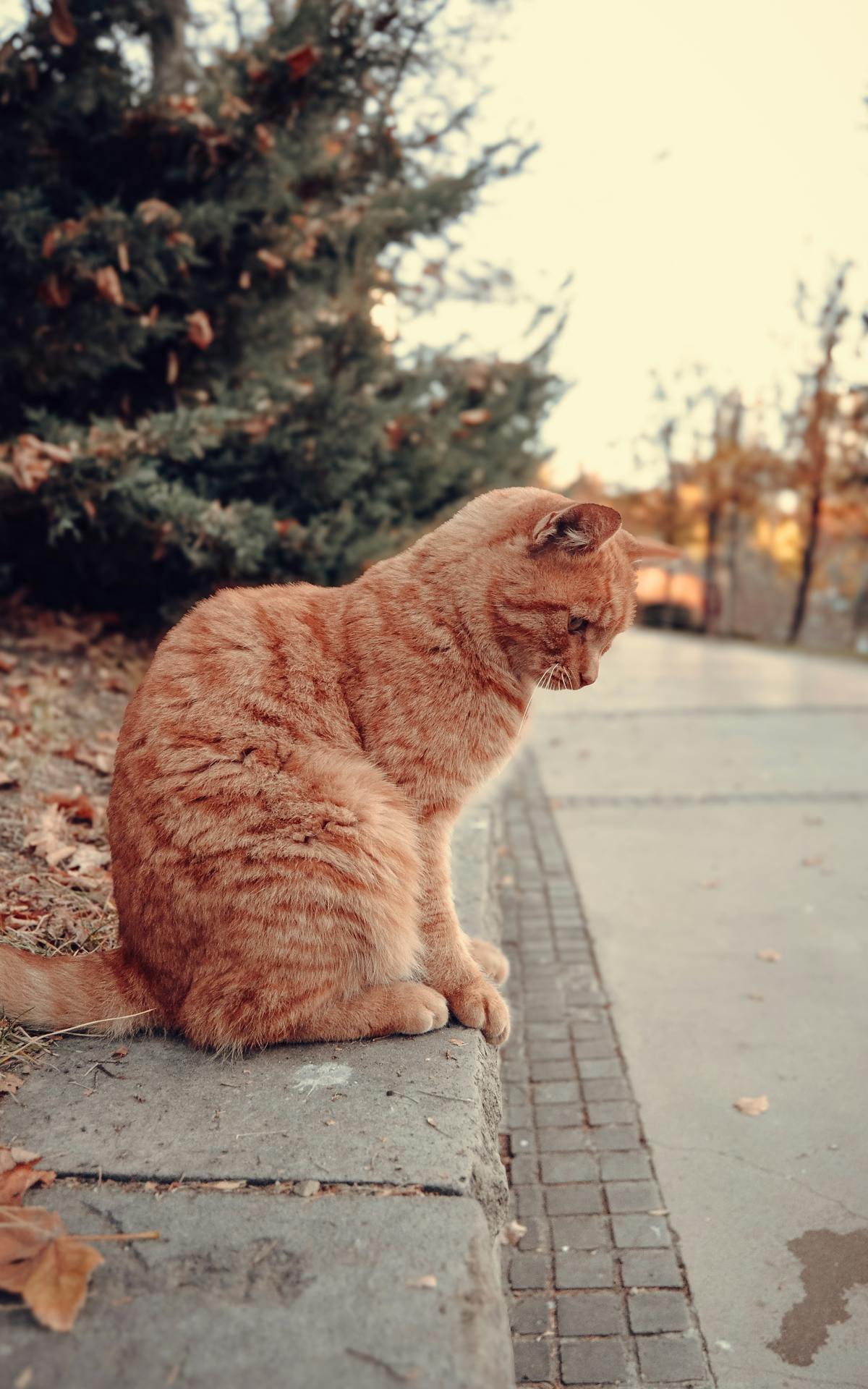 Cat Thinking Photos, Download The BEST Free Cat Thinking Stock Photos ...