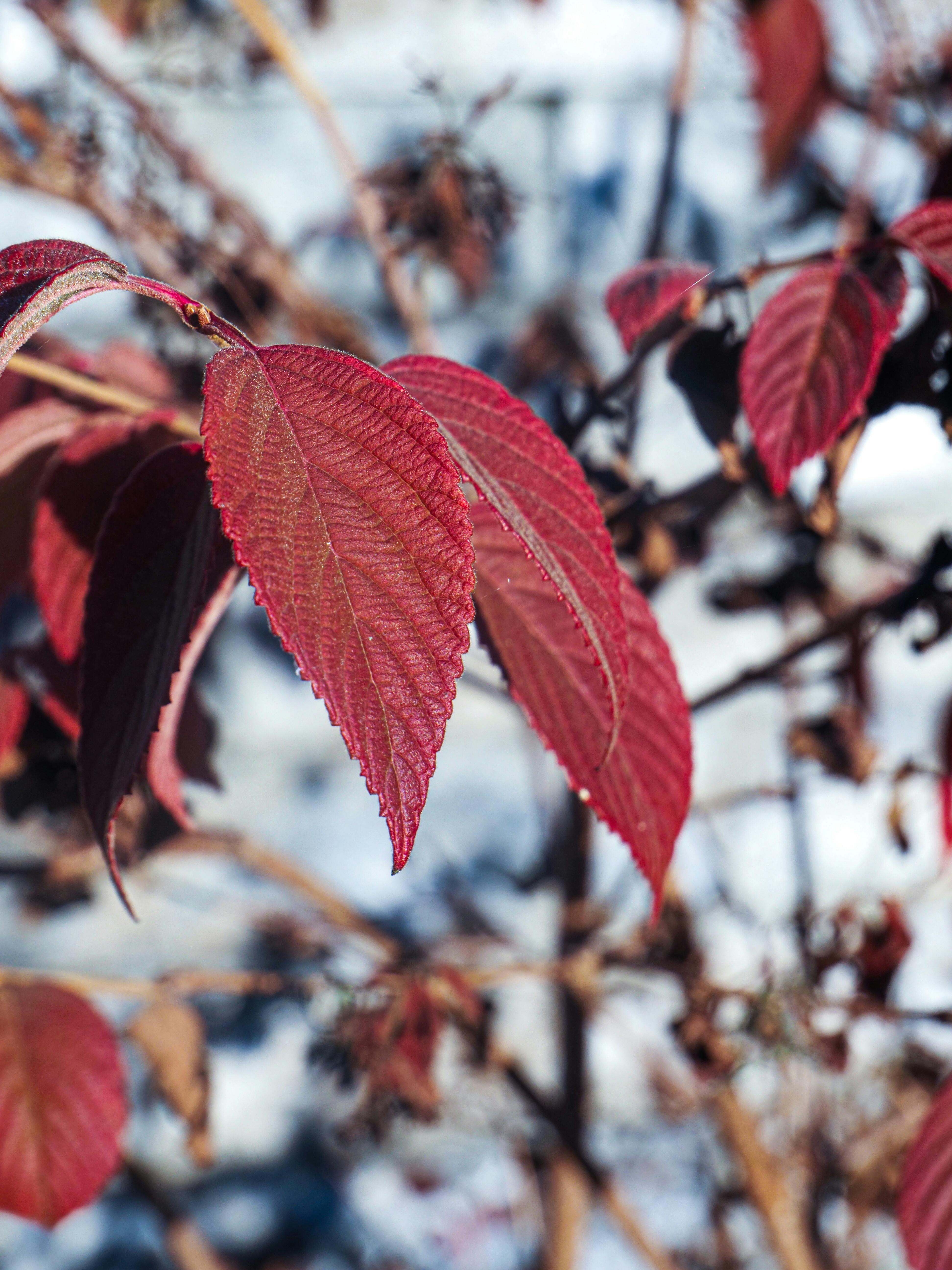 Red autumn leaves II · Free Stock Photo