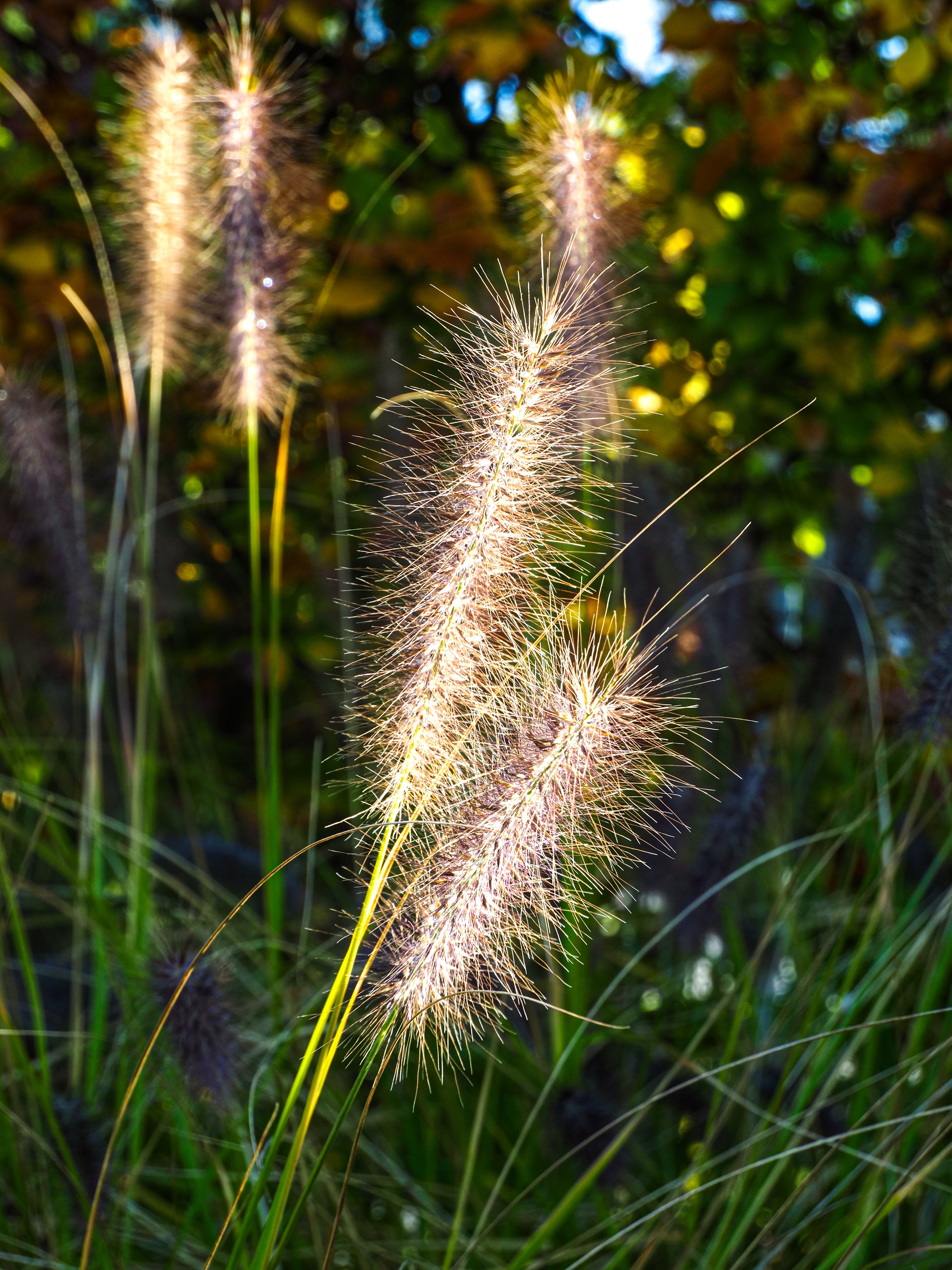 Close-Up of Fuzzy Fountain Grass in Sunlight · Free Stock Photo