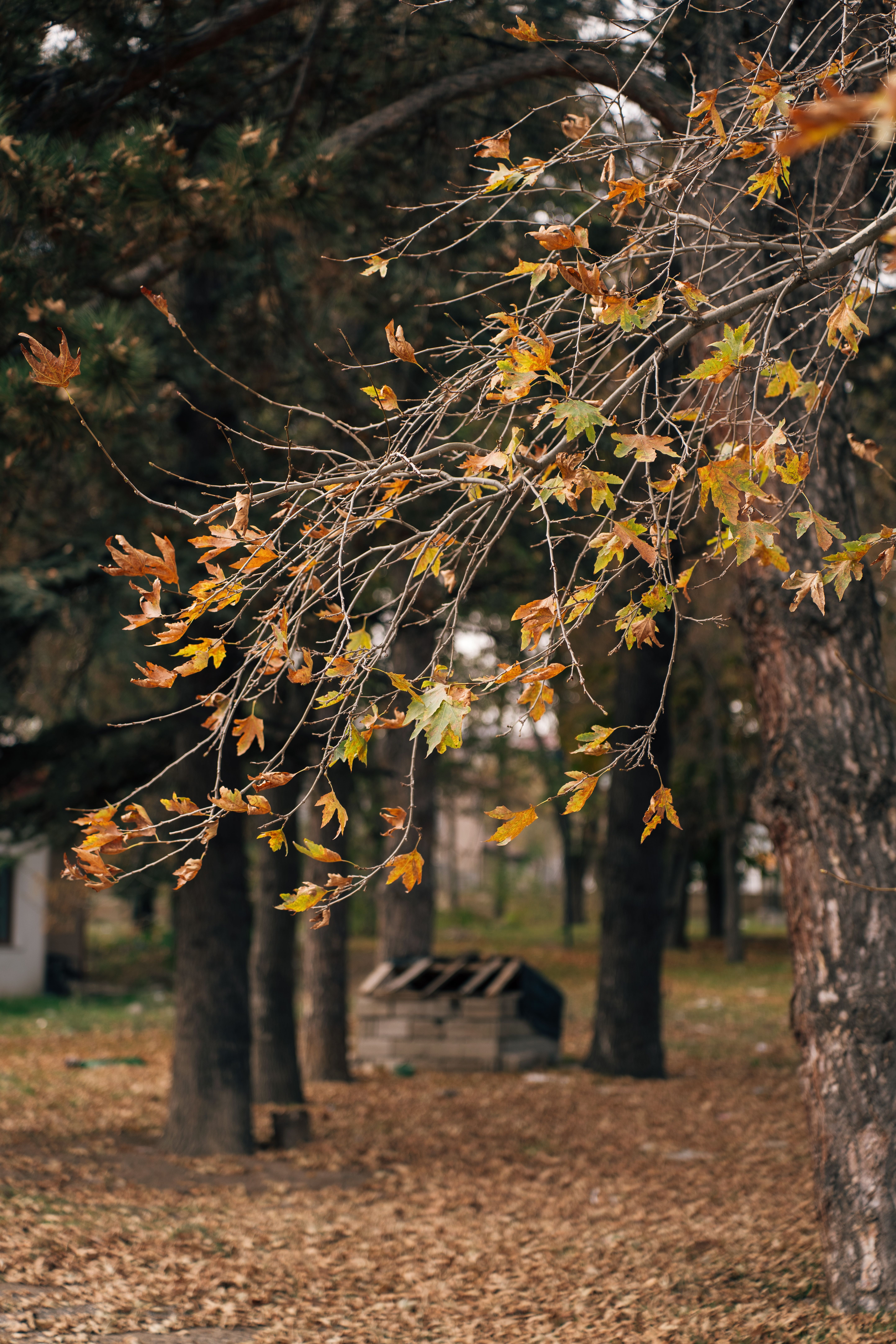 Autumn Leaves on Tree Branch in Forested Park · Free Stock Photo