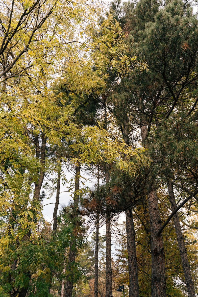 Tree Trunks Photos, Download The BEST Free Tree Trunks Stock Photos ...