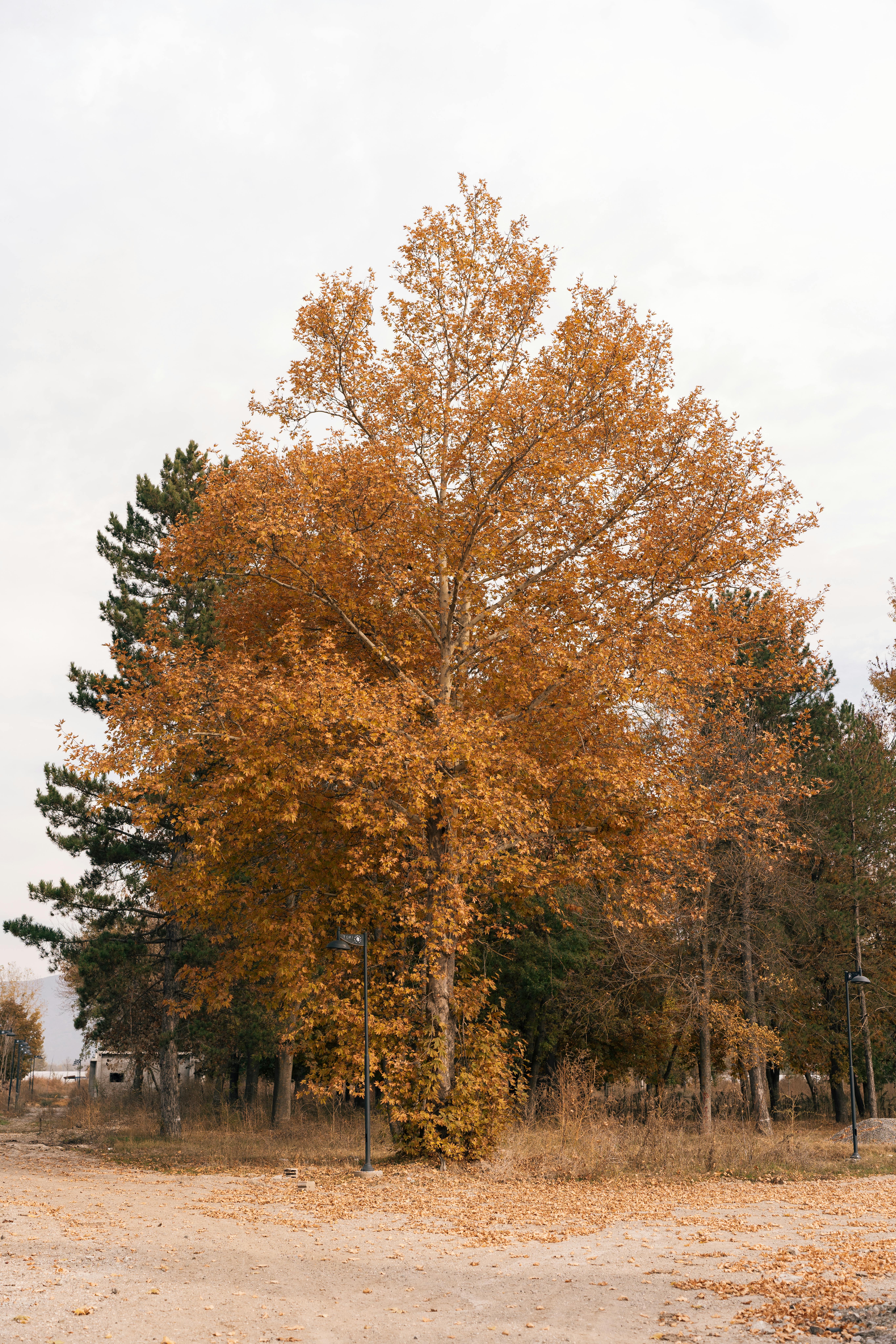 Golden Autumn Tree in Peaceful Park Setting · Free Stock Photo