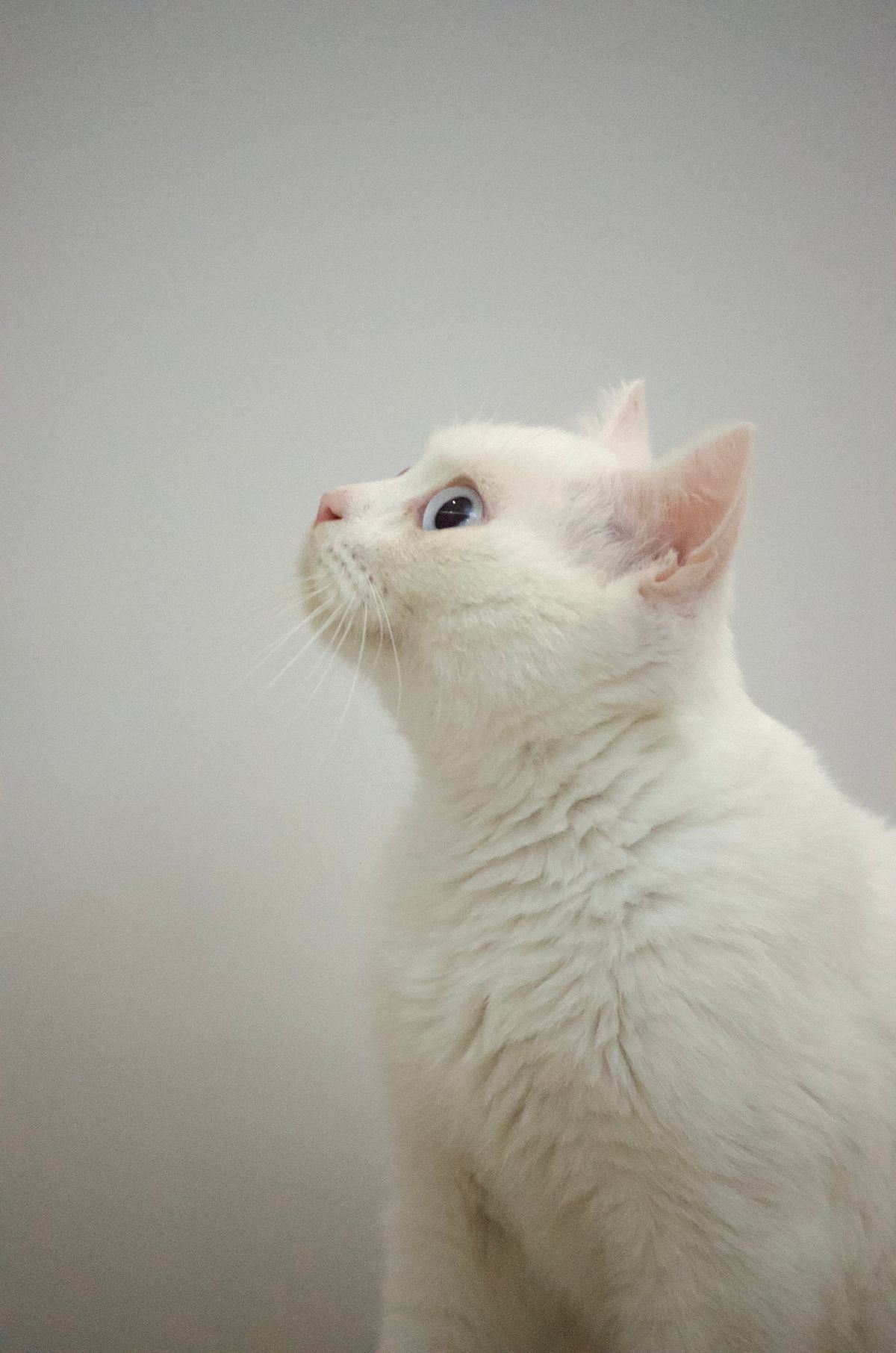 Cat Minimal Background Photos, Download The BEST Free Cat Minimal ...