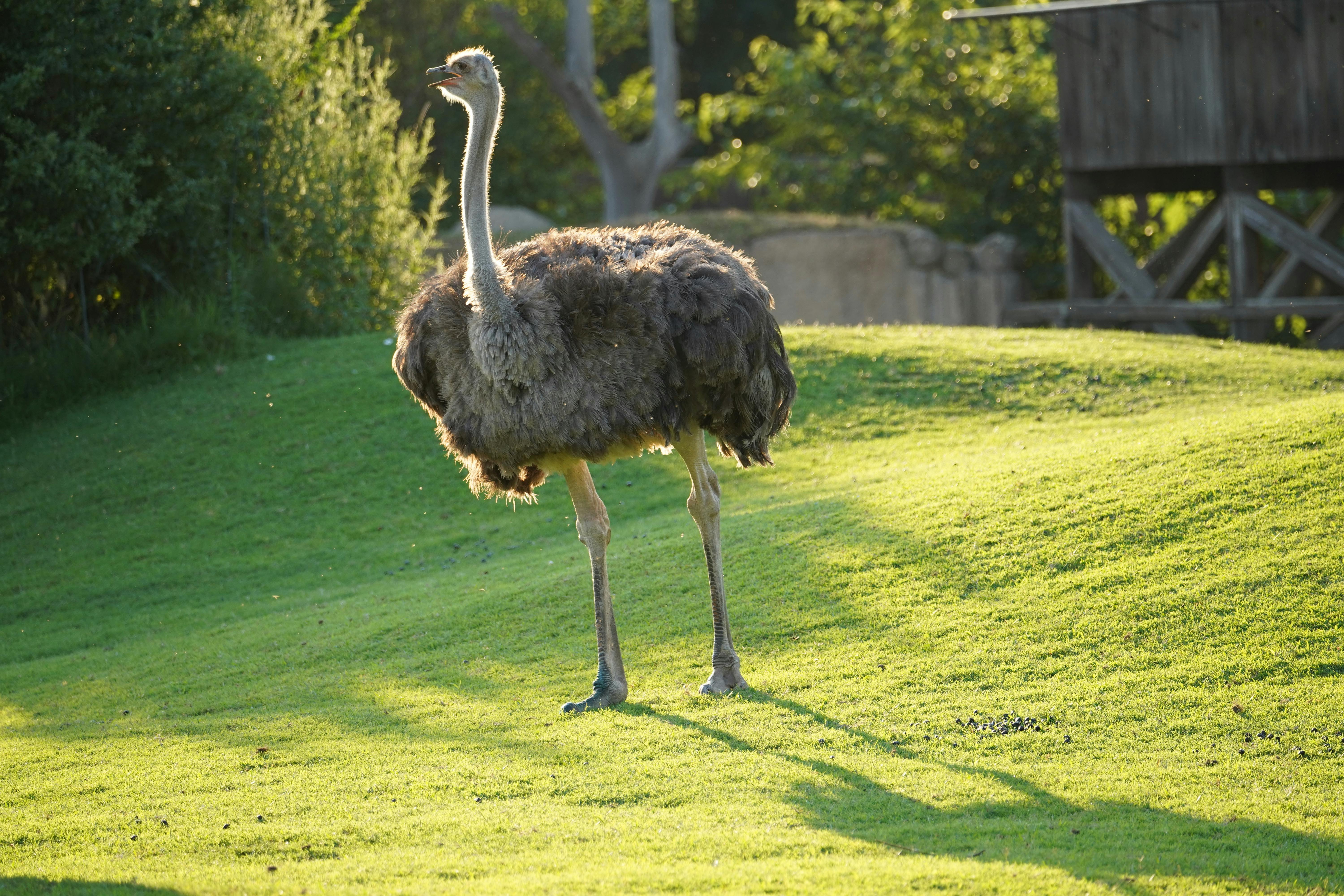 Ostrich Cart Photos, Download The BEST Free Ostrich Cart Stock Photos ...