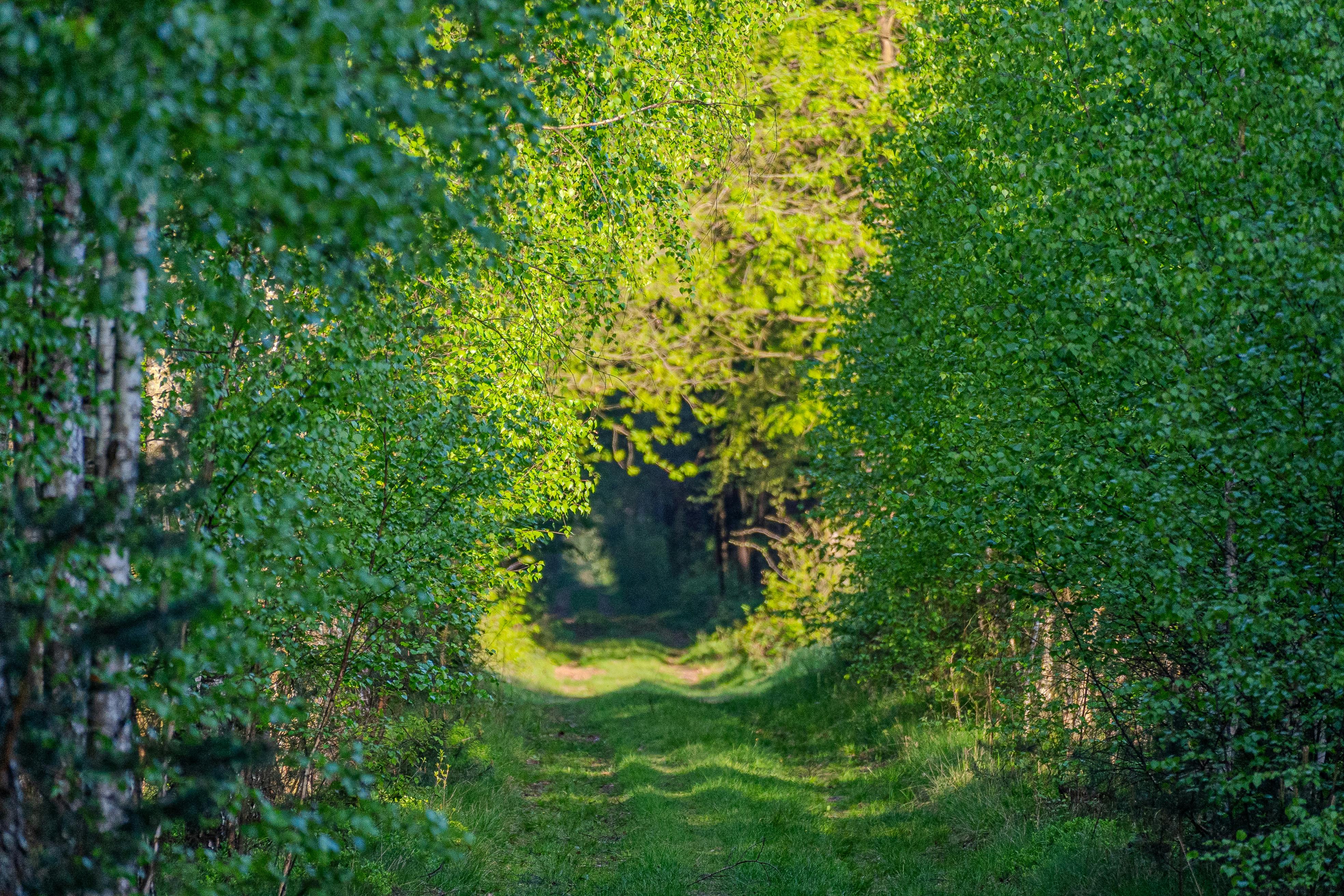 Lush Green Forest Path in Spring Light · Free Stock Photo