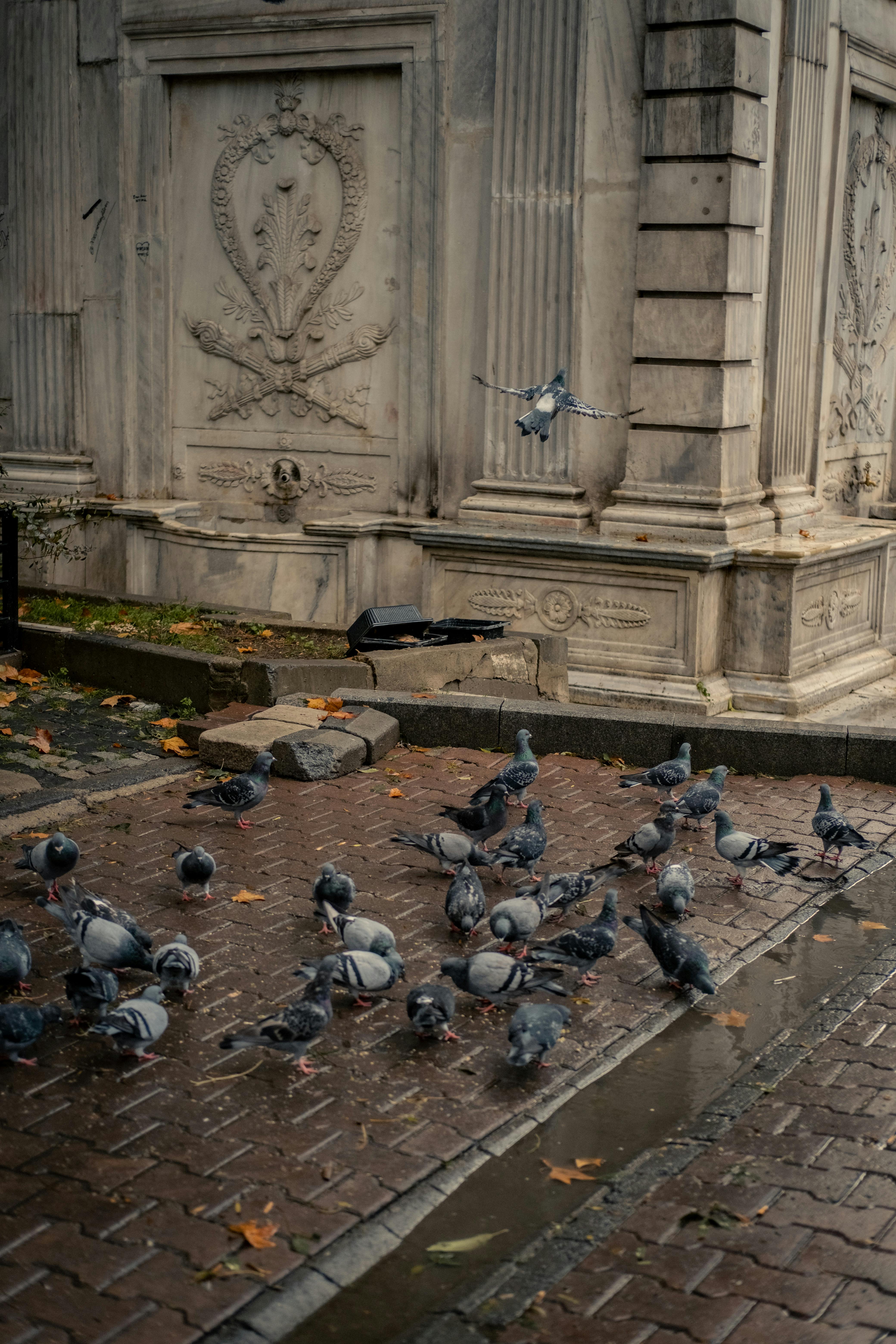 Pigeons Gathering Near Historic Stone Monument · Free Stock Photo