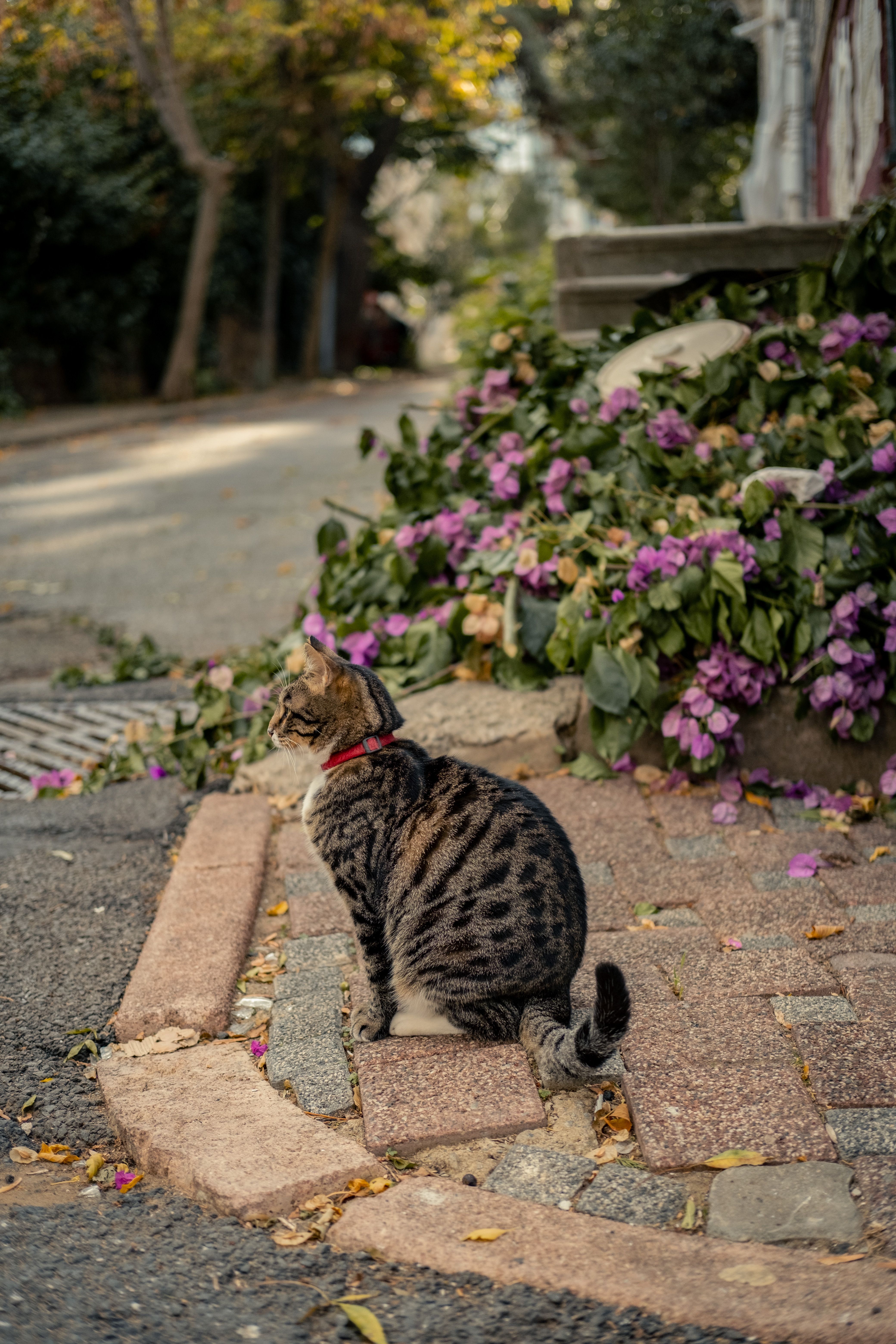 Tabby Cat with Purple Flowers on Cobblestone Path · Free Stock Photo